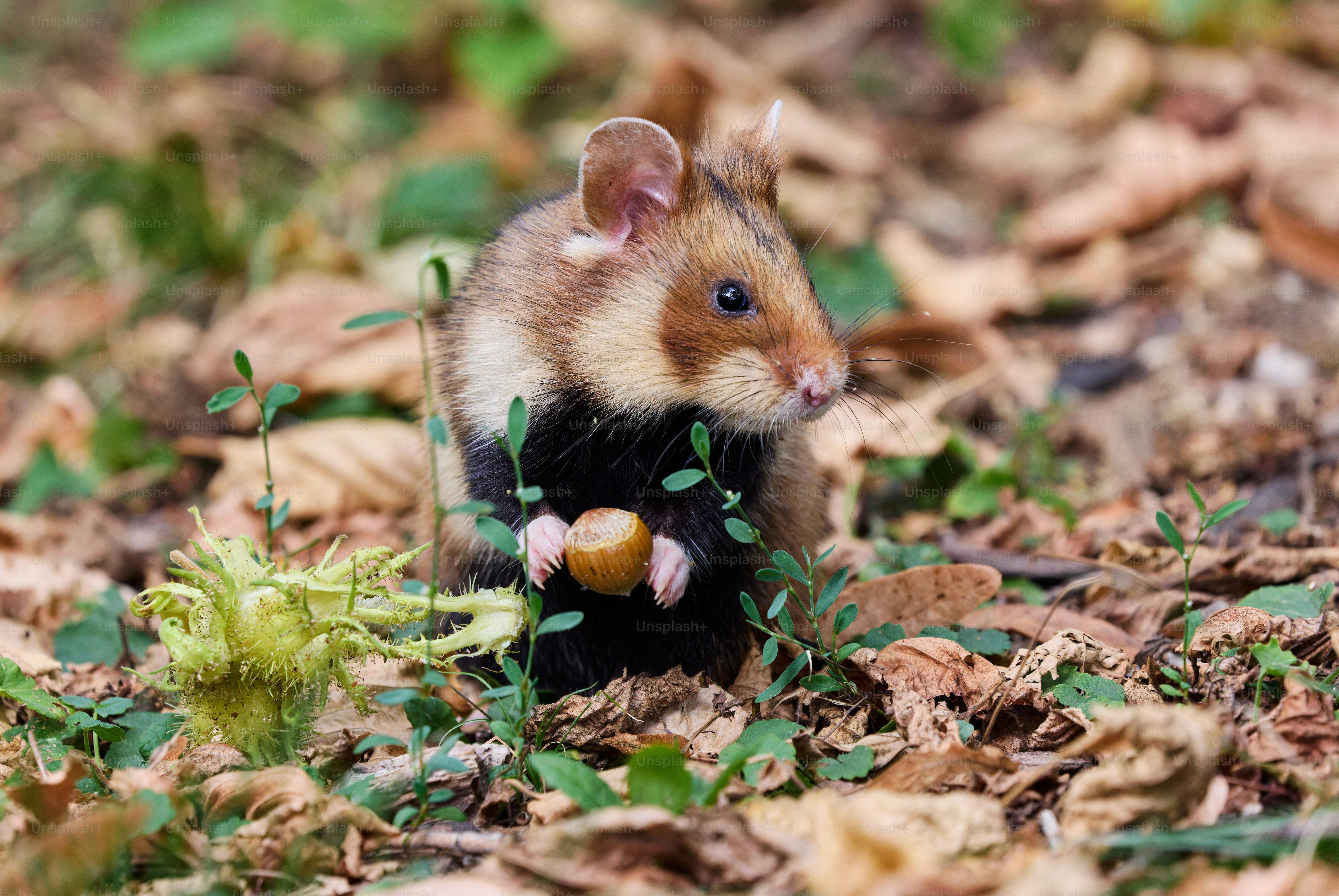 A small rodent standing in a field of leaves photo – Animal Image on ...
