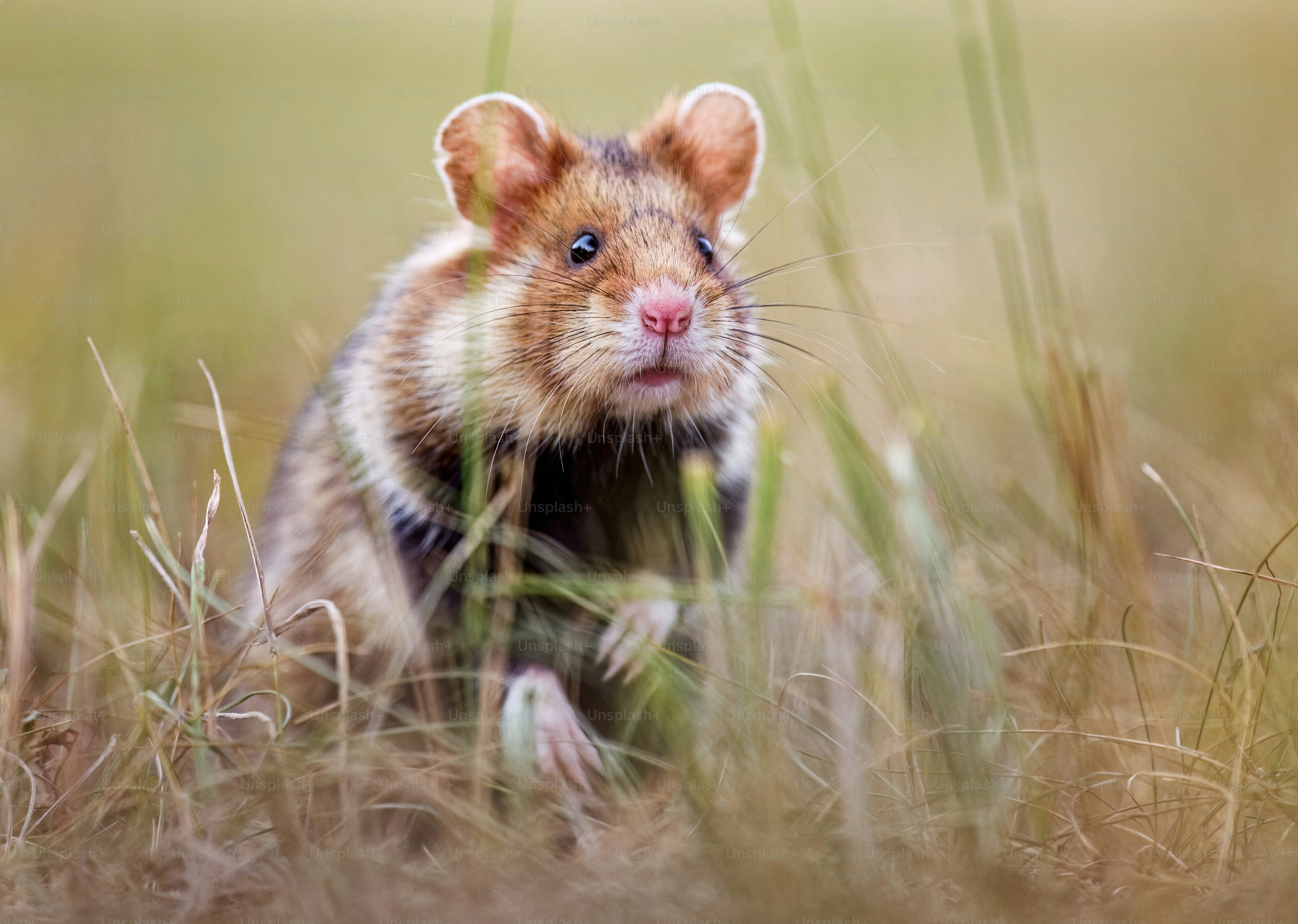 500+ Hamster Pictures [4K] | Download Free Images on Unsplash