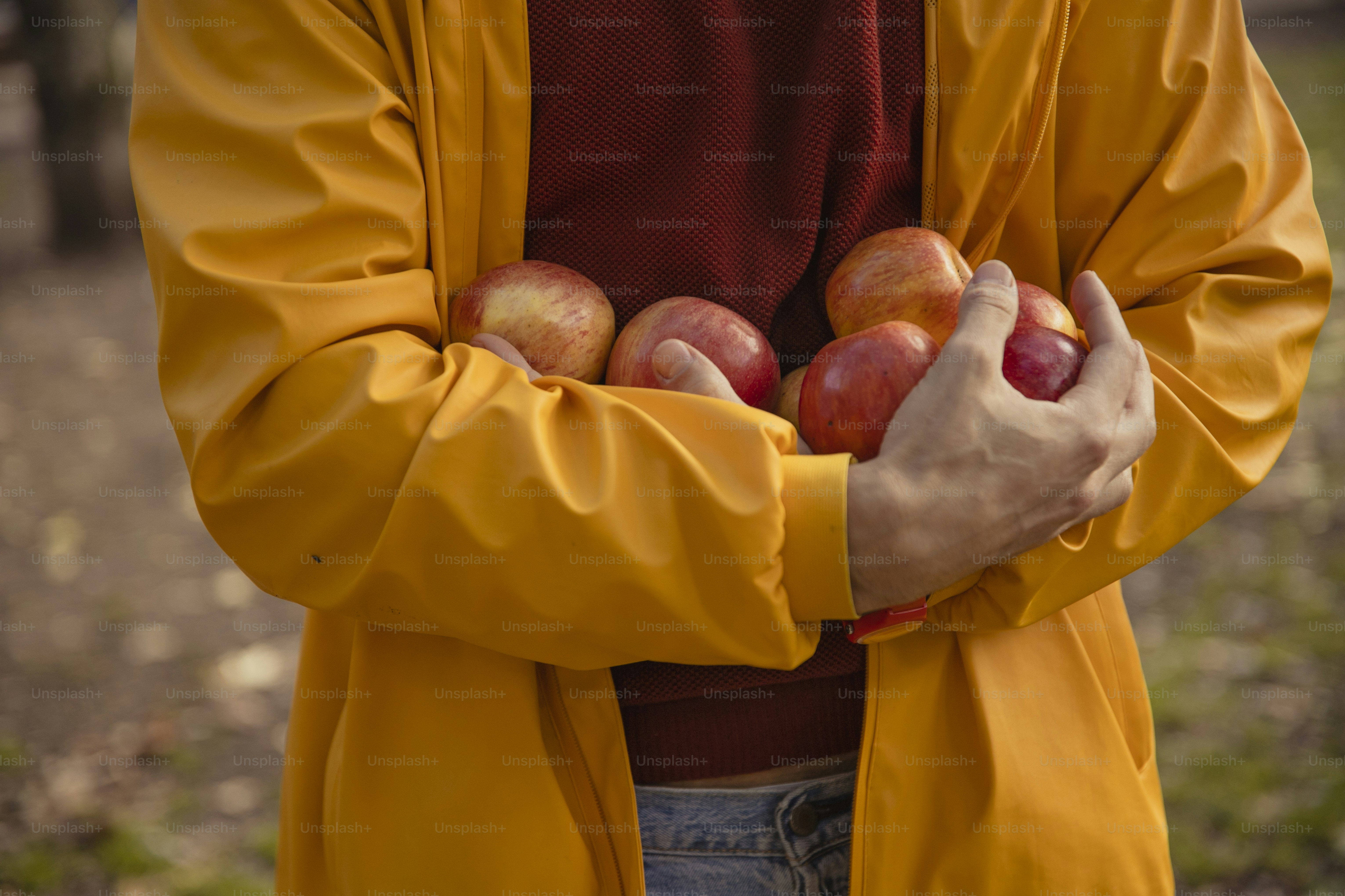 A person in a yellow jacket holding three apples photo – Apple Image on ...