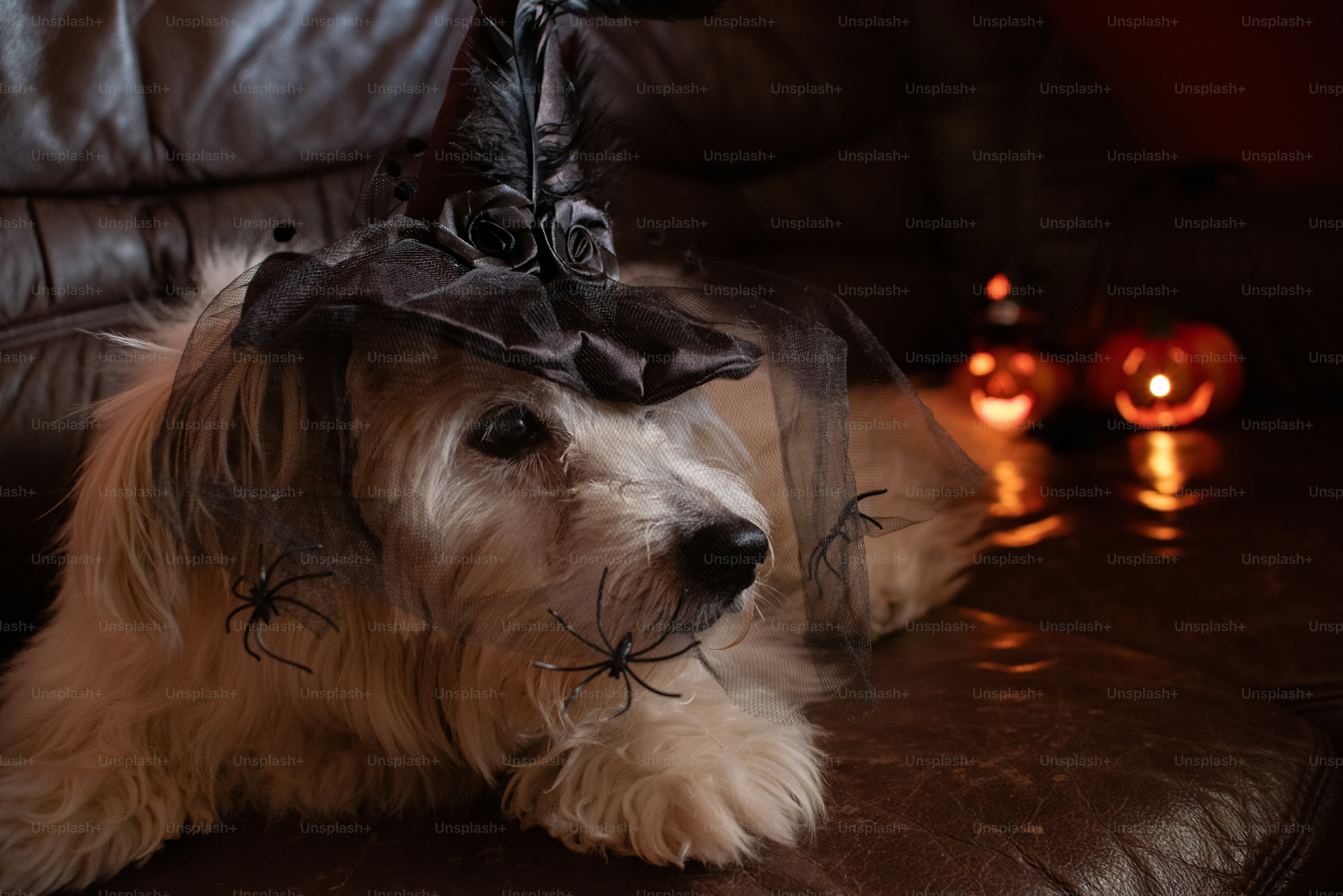 A dog wearing a witches hat on top of it's head photo – Halloween Image ...