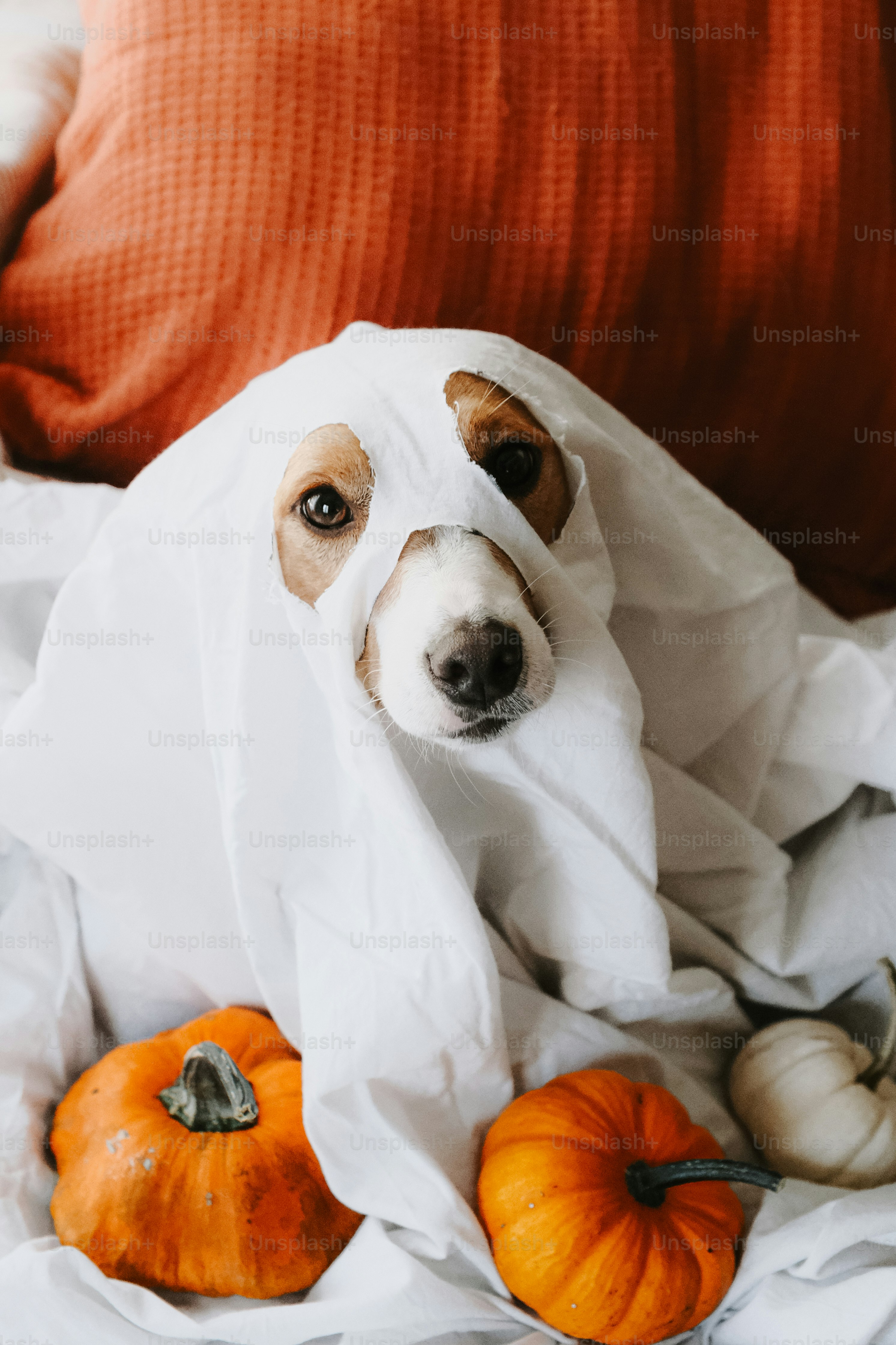 A dog is wrapped in a sheet of paper photo – Ghost costume Image on ...