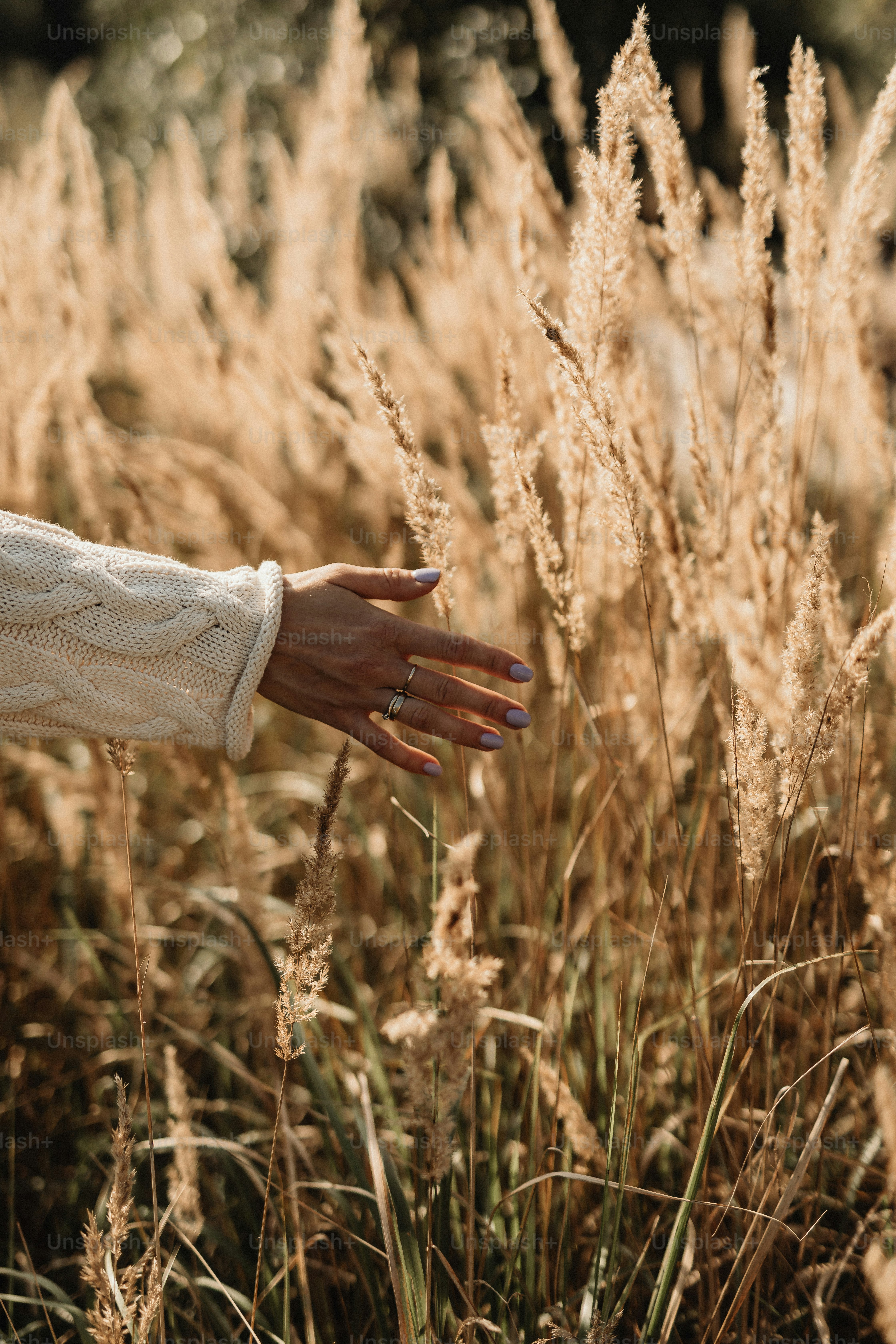 La main d’une femme tendant la main d’une fleur dans un champ photo ...