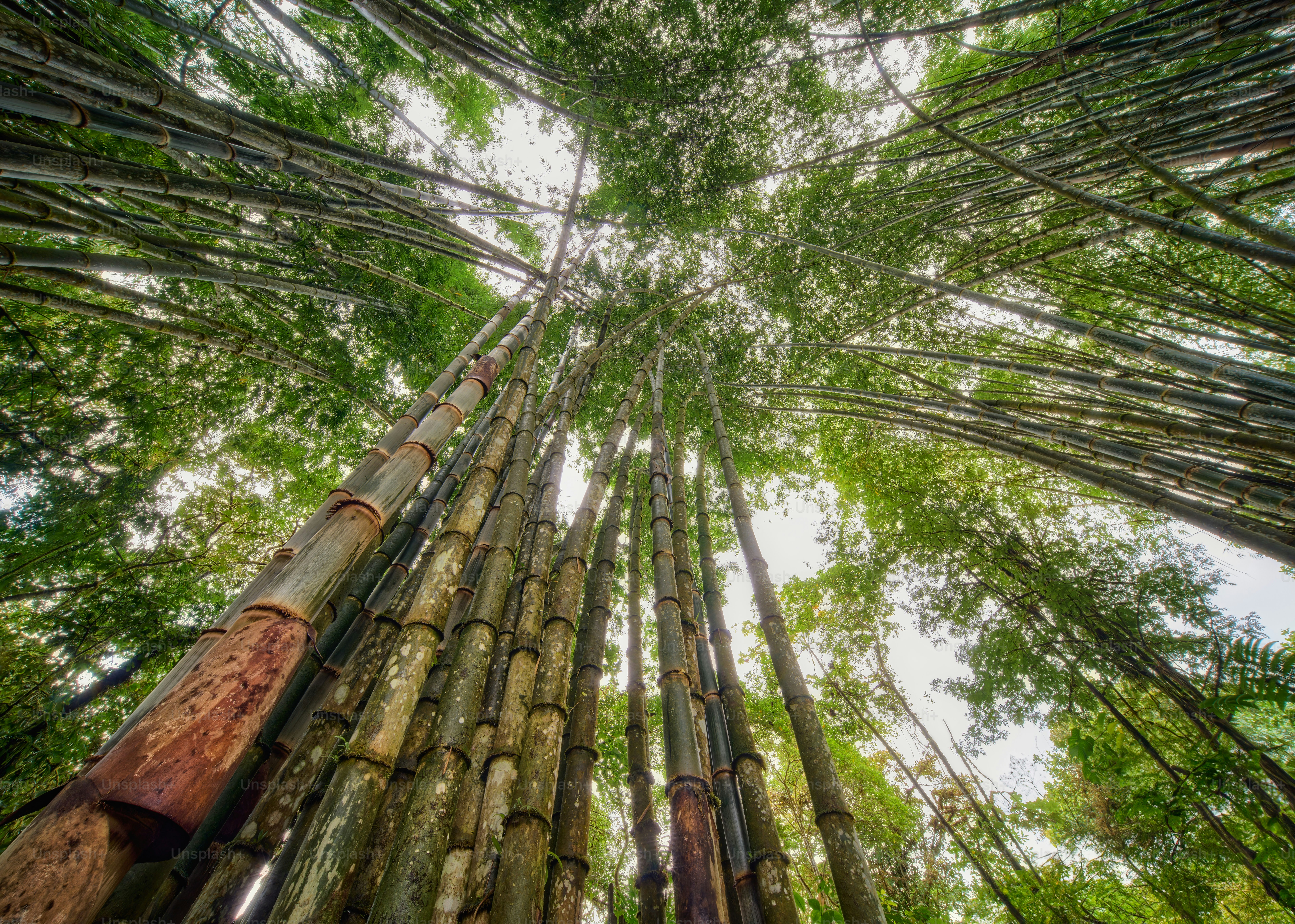 A group of tall bamboo trees in a forest photo – Bamboo forest Image on ...