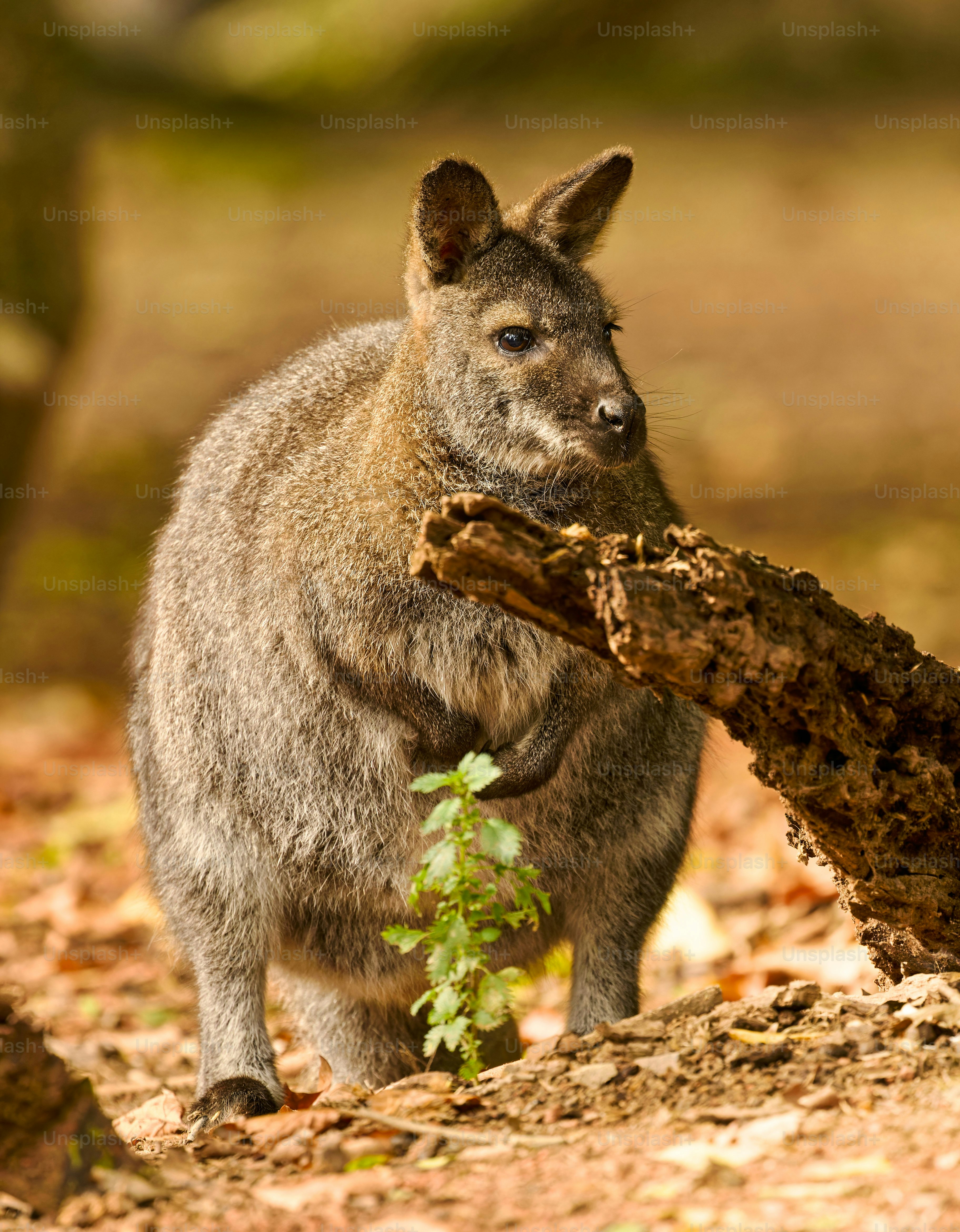 Wallaby Pictures | Download Free Images on Unsplash