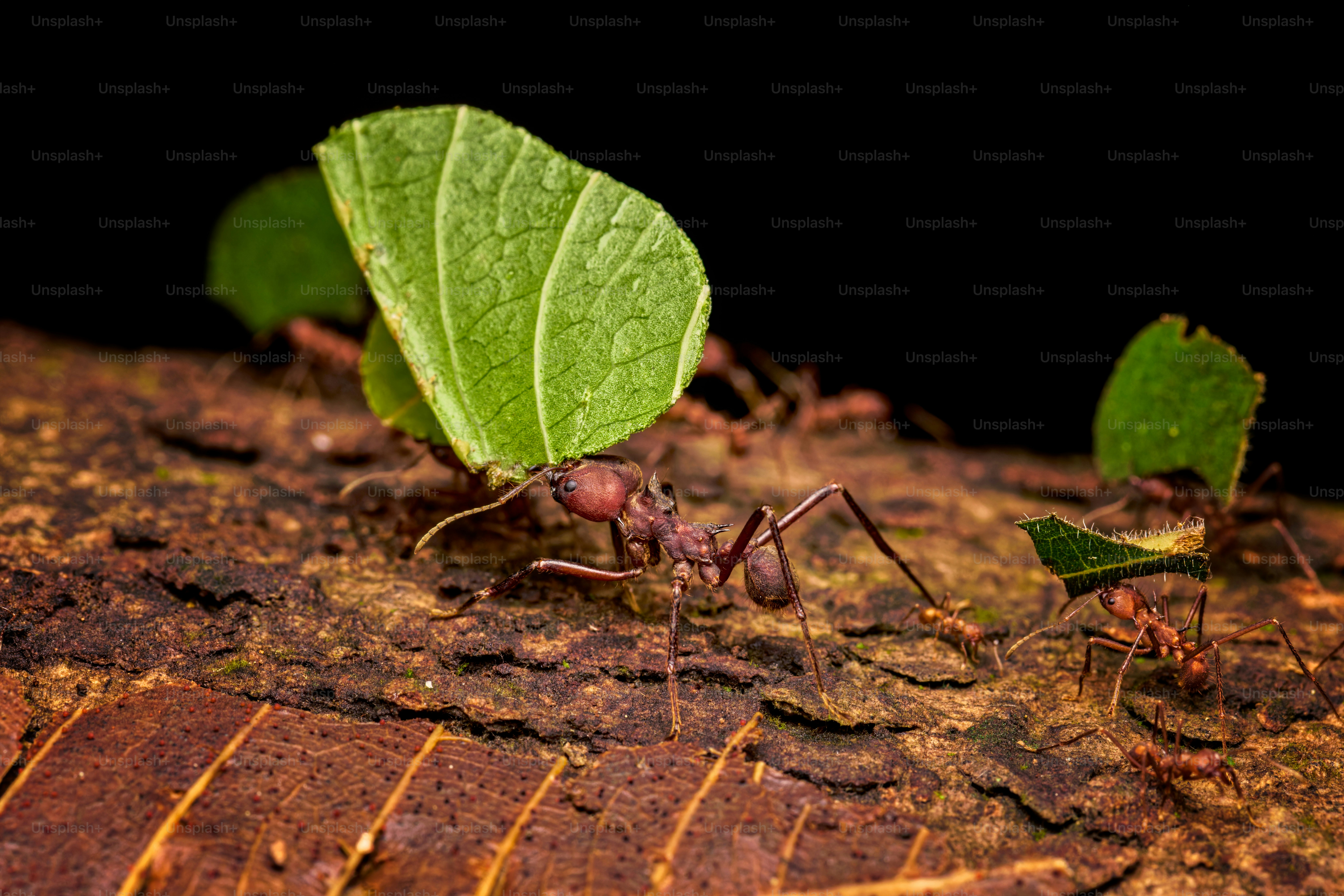 A group of ants standing on top of a leaf photo – Animal Image on Unsplash