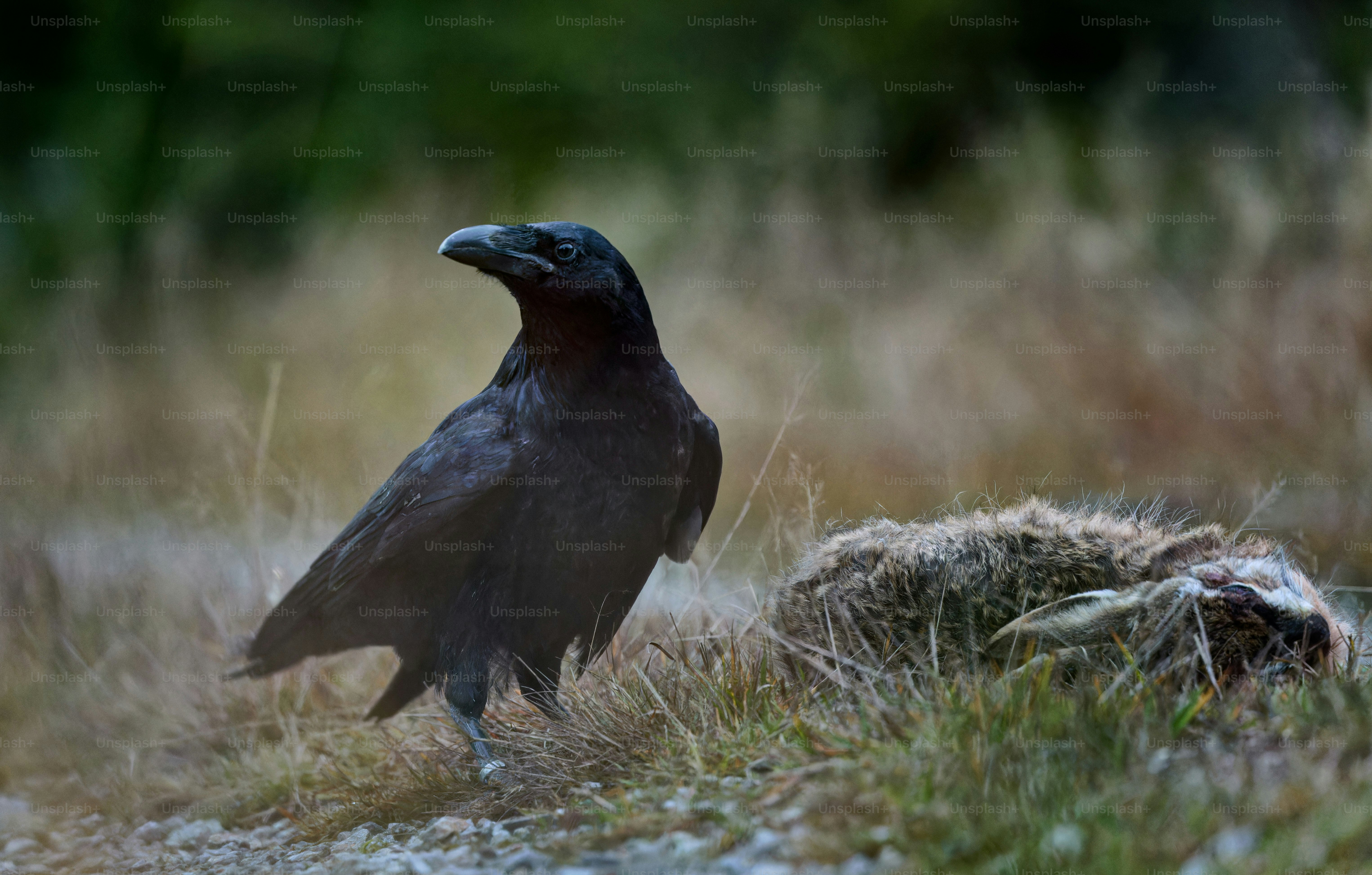 Best 500+ Raven Pictures [HD] | Download Free Images on Unsplash