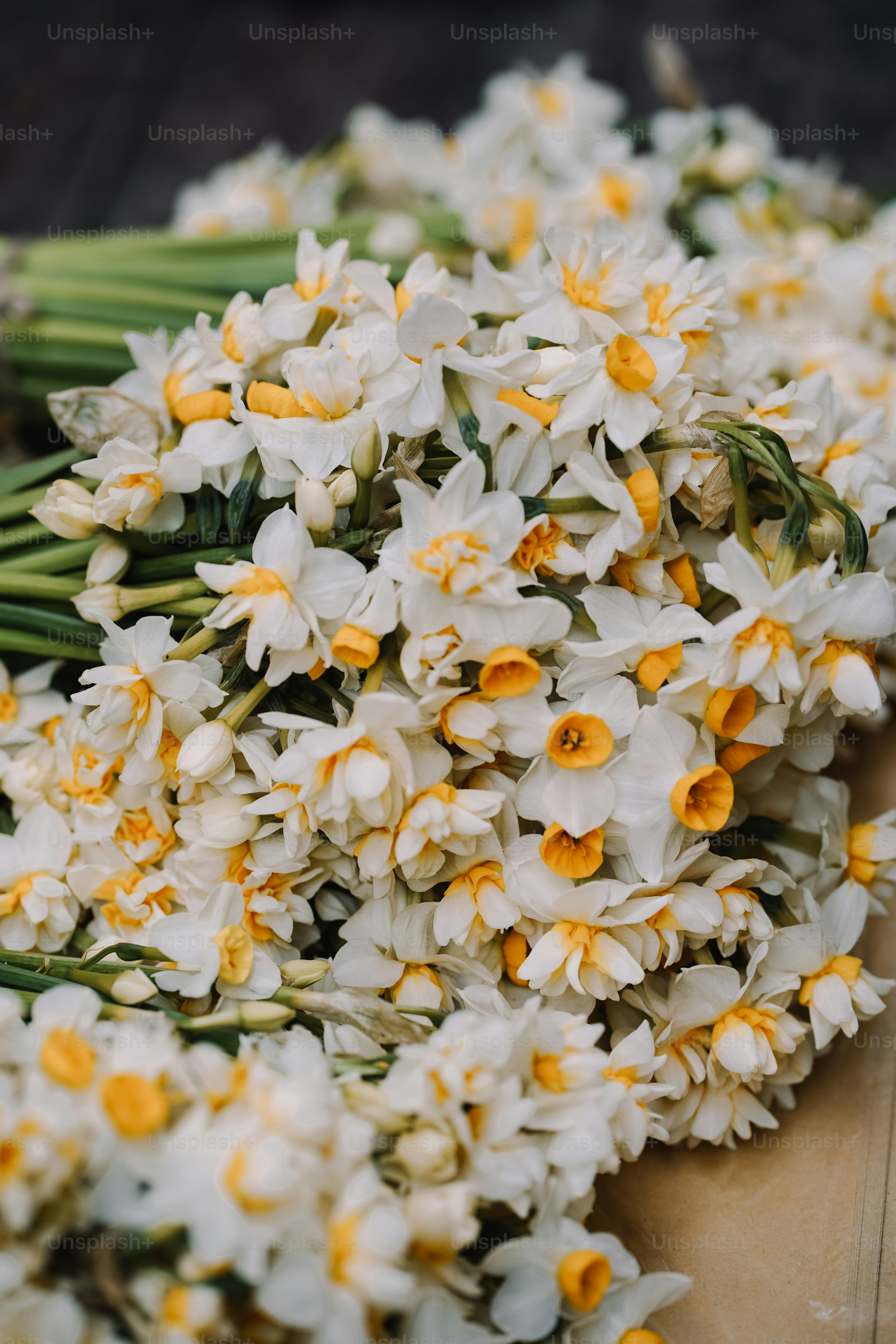 Narcissus Flower Pictures | Download Free Images on Unsplash