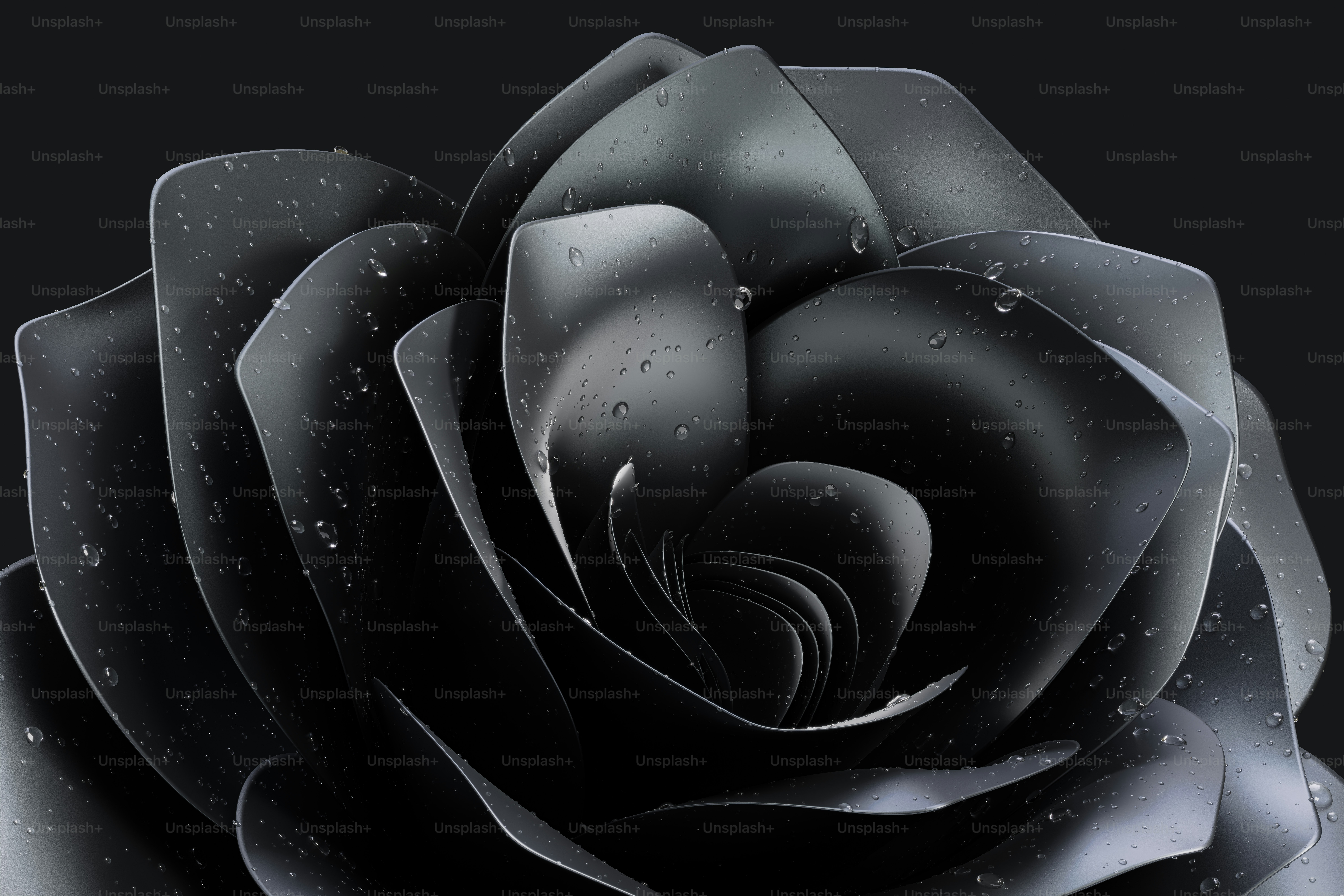 Rose In Black Background Pictures | 1000+ Free Images on Unsplash