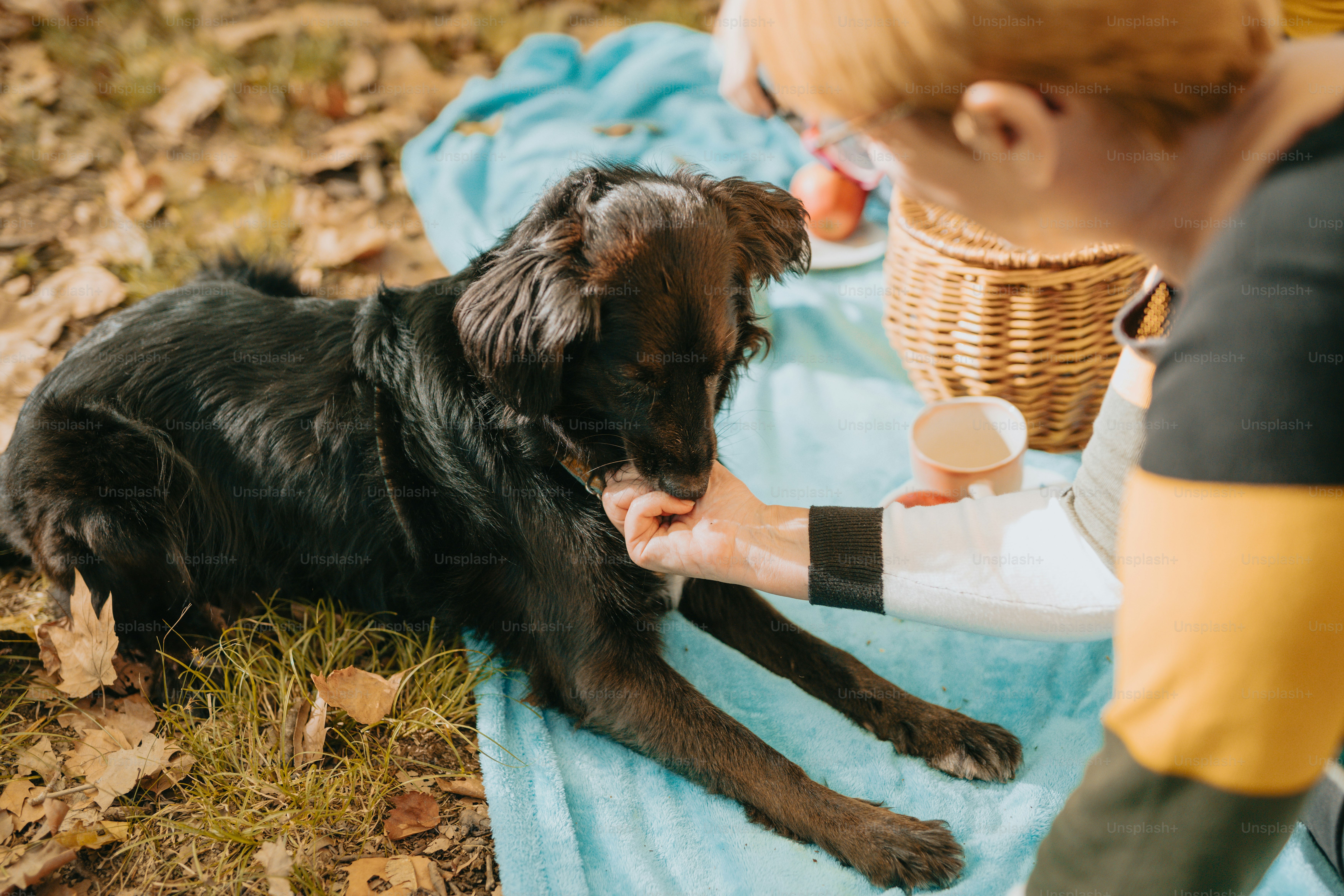 Una mujer alimentando a un perro con un biberón de leche foto – Imagen ...