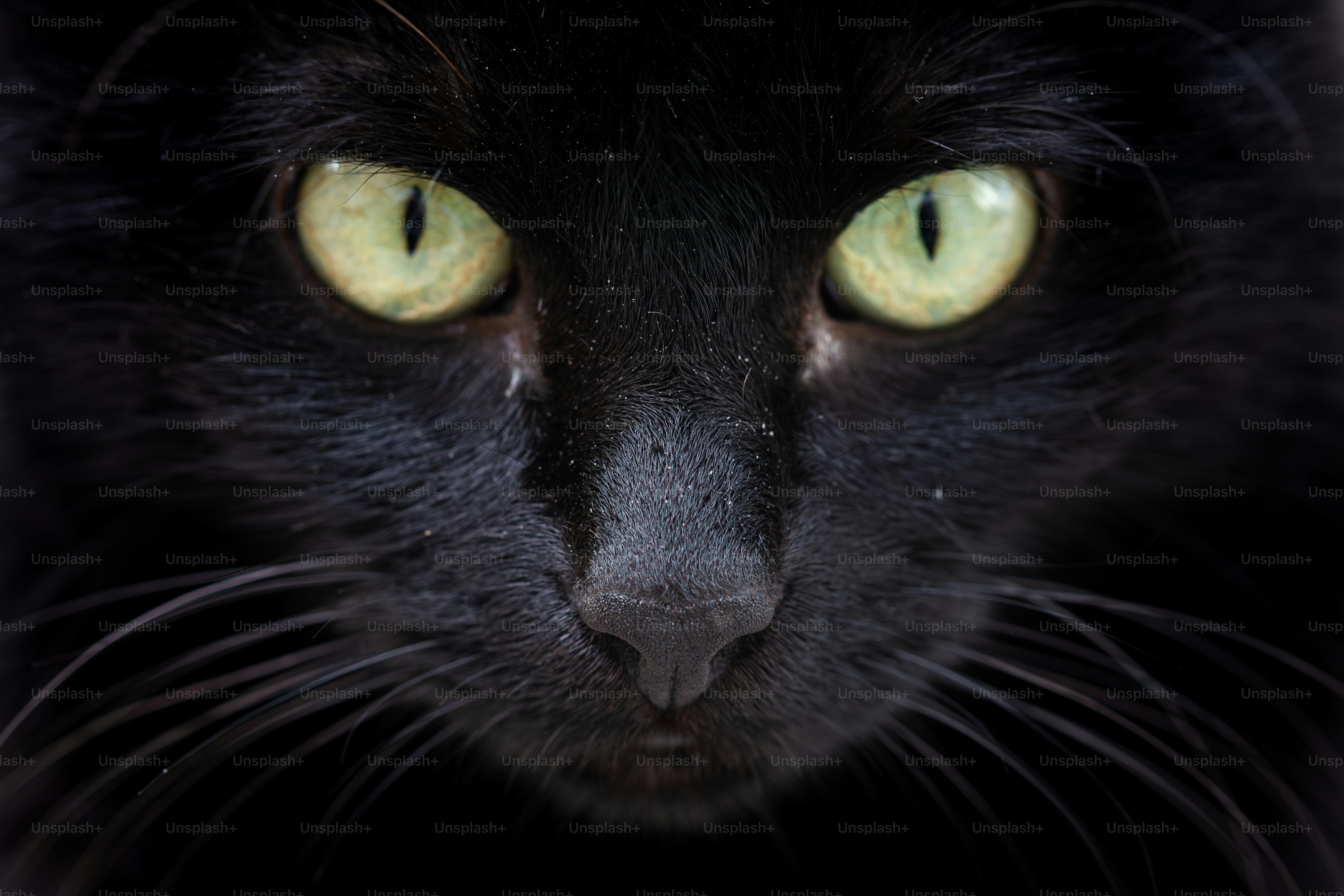 Gros plan d’un chat noir aux yeux verts photo – Image de Chat sur Unsplash