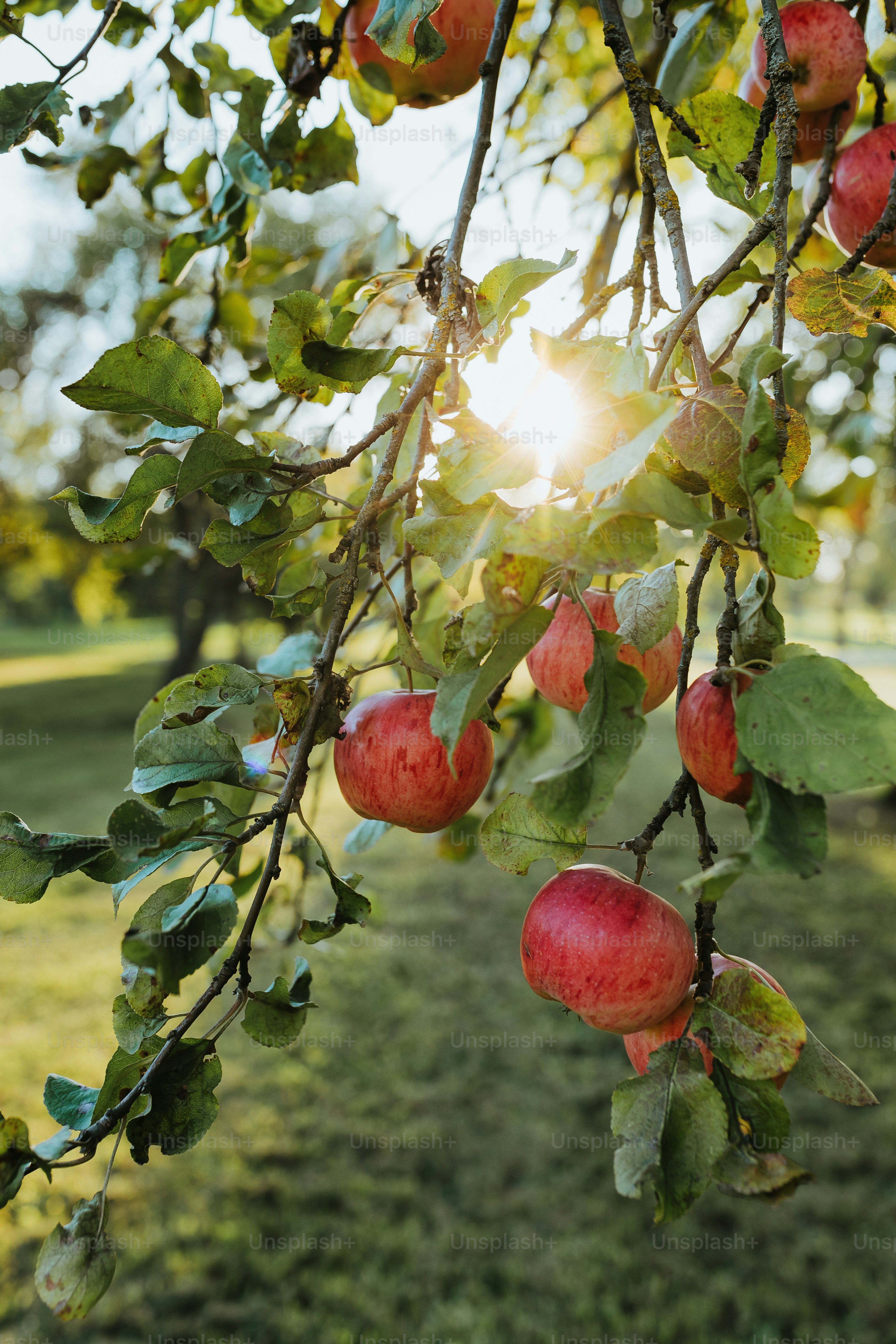 A bunch of apples hanging from a tree photo – Apple Image on Unsplash