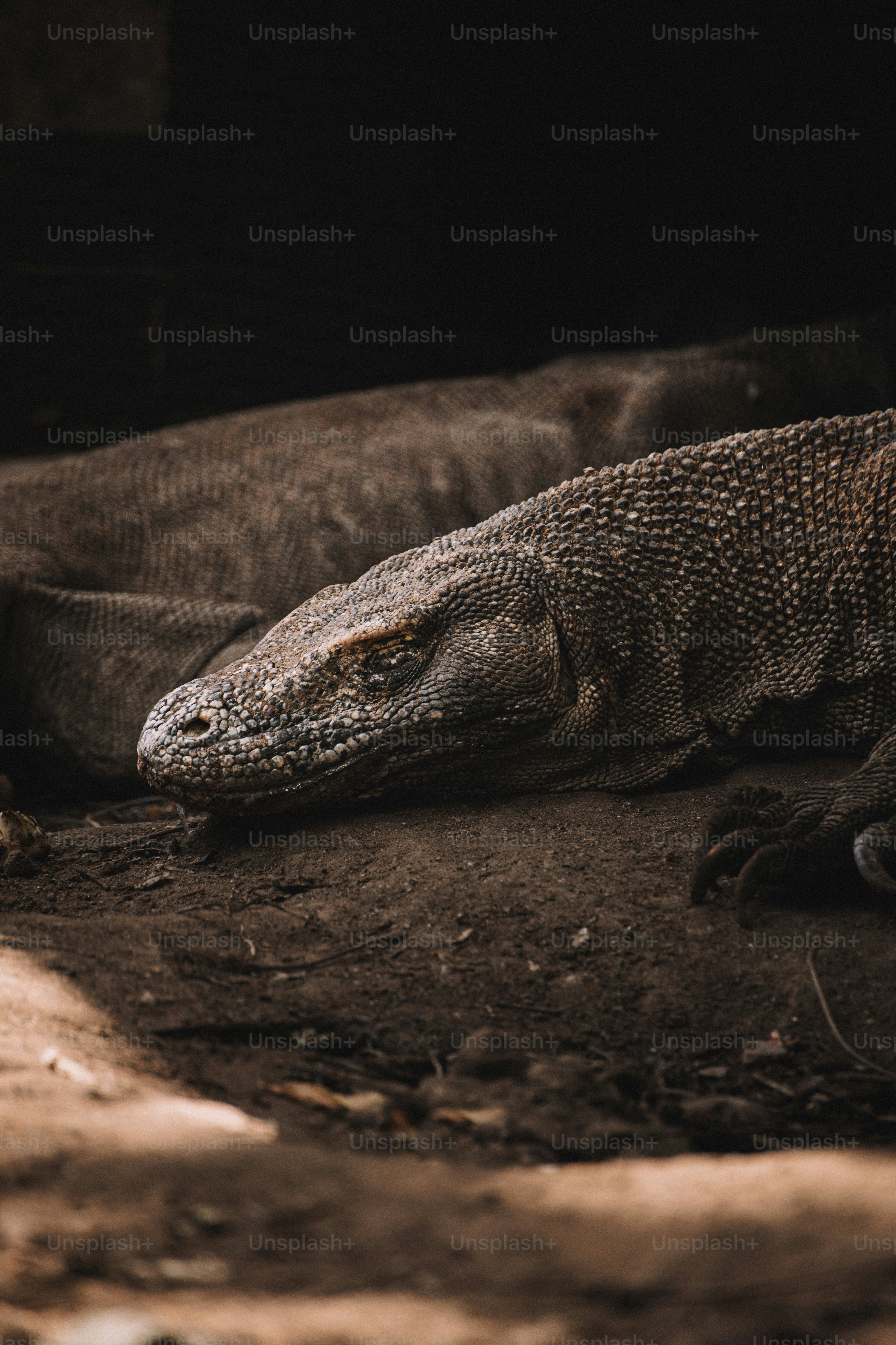 Two large lizards laying on the ground photo – Dinosaur Image on Unsplash