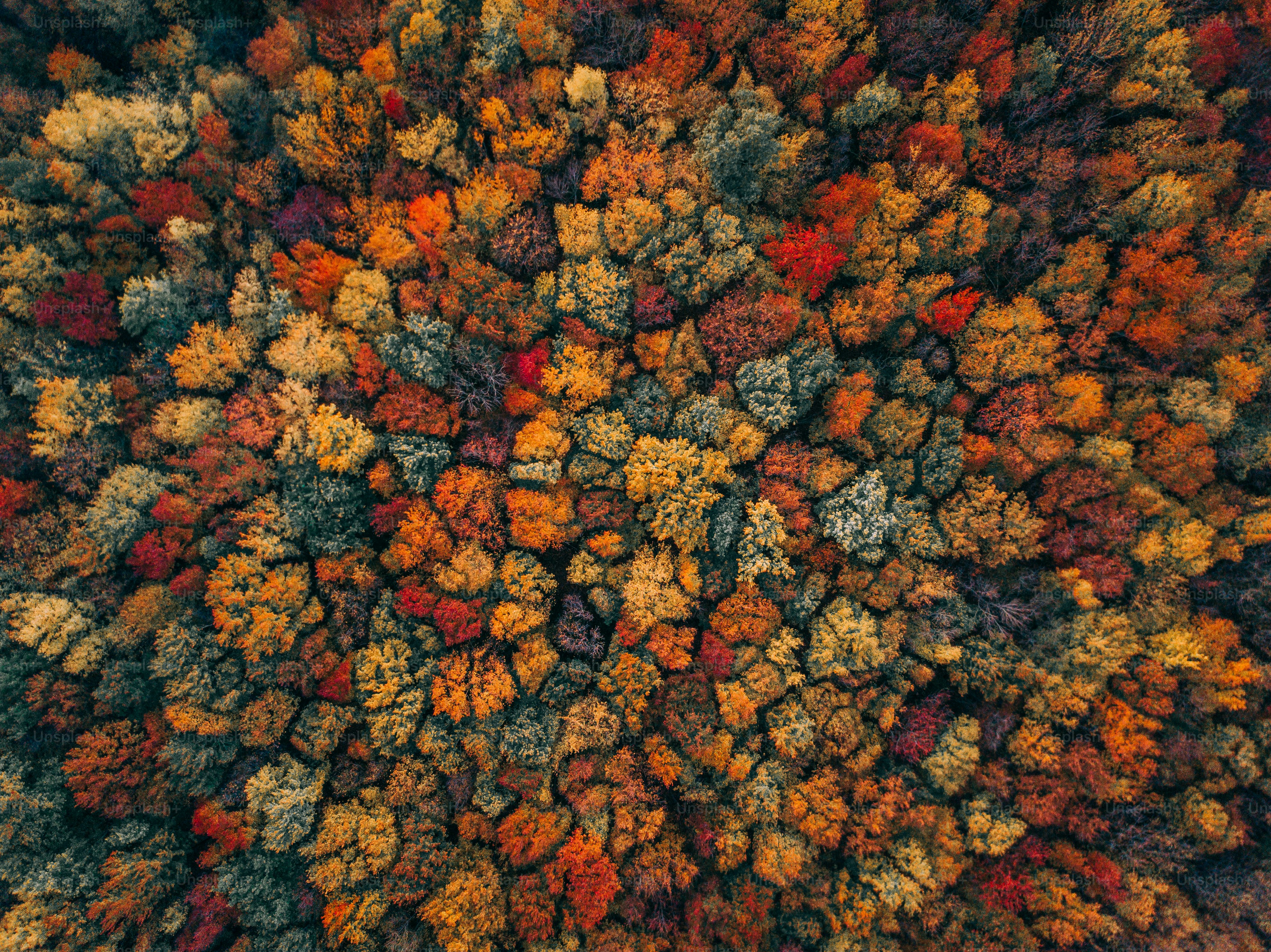 An overhead view of a tree filled with lots of leaves photo – Autumn ...