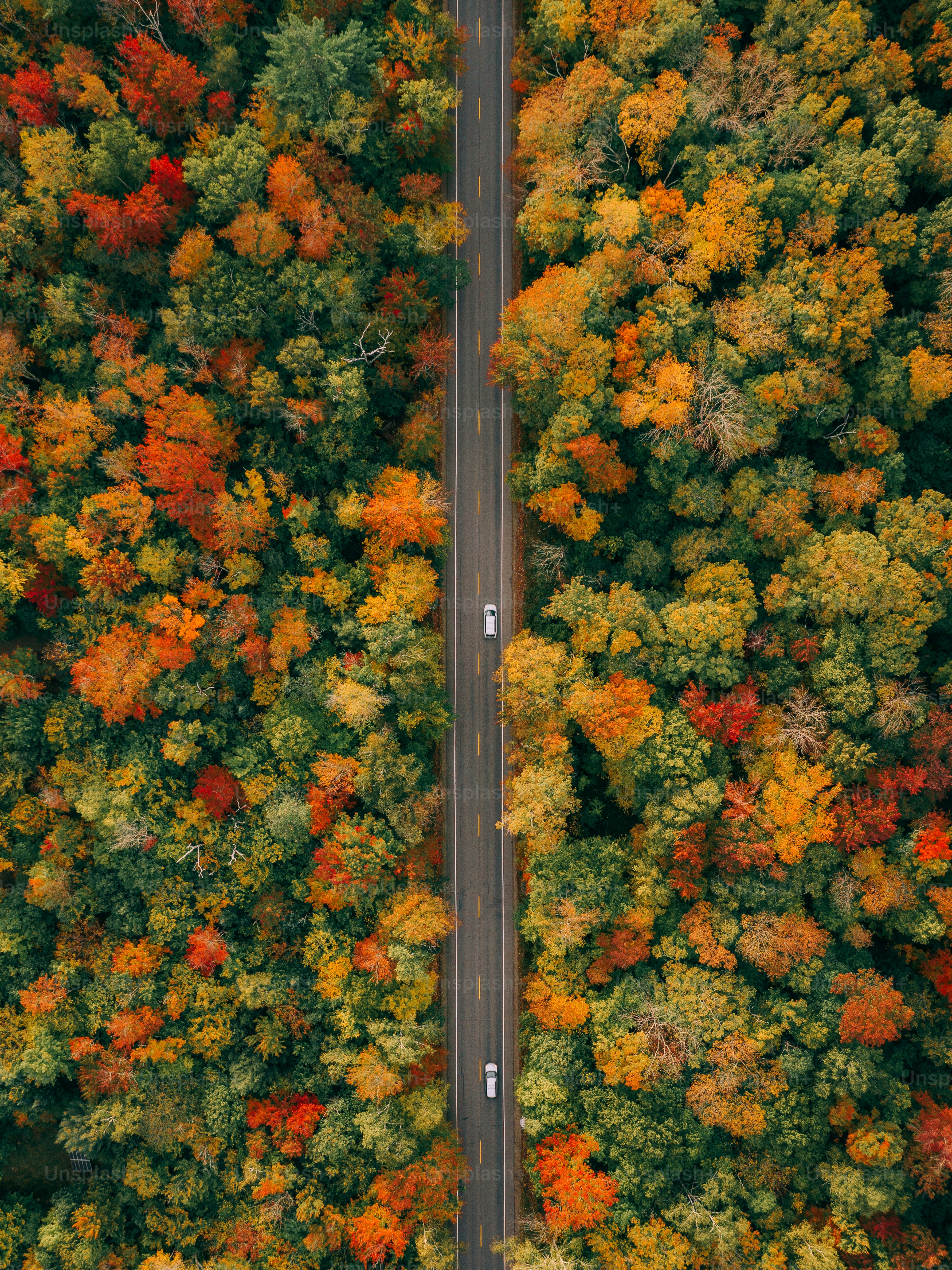 An aerial view of a road surrounded by trees photo – Nature Image on ...