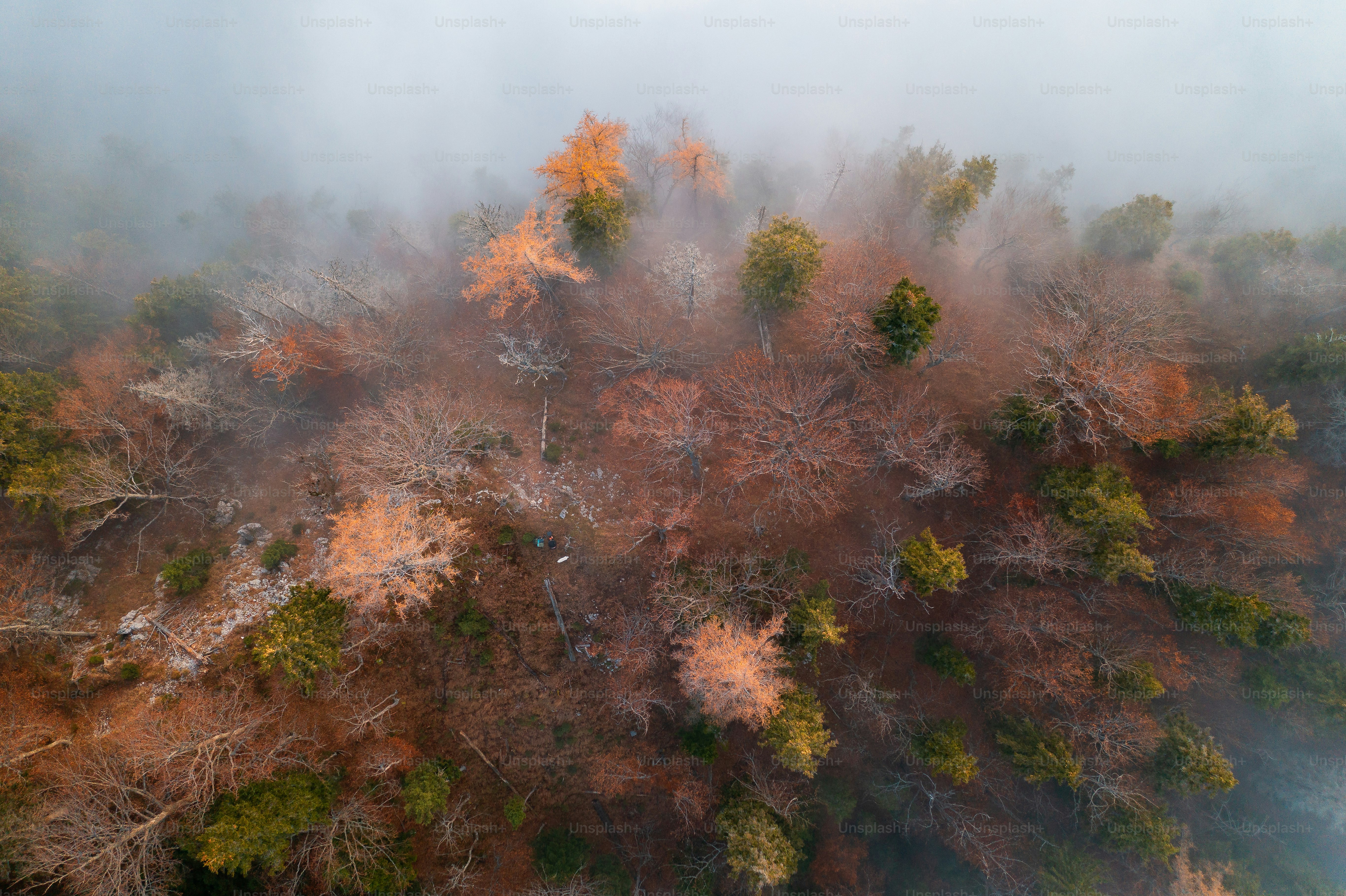 An aerial view of a forest in the fall photo – Autumn colours Image on ...