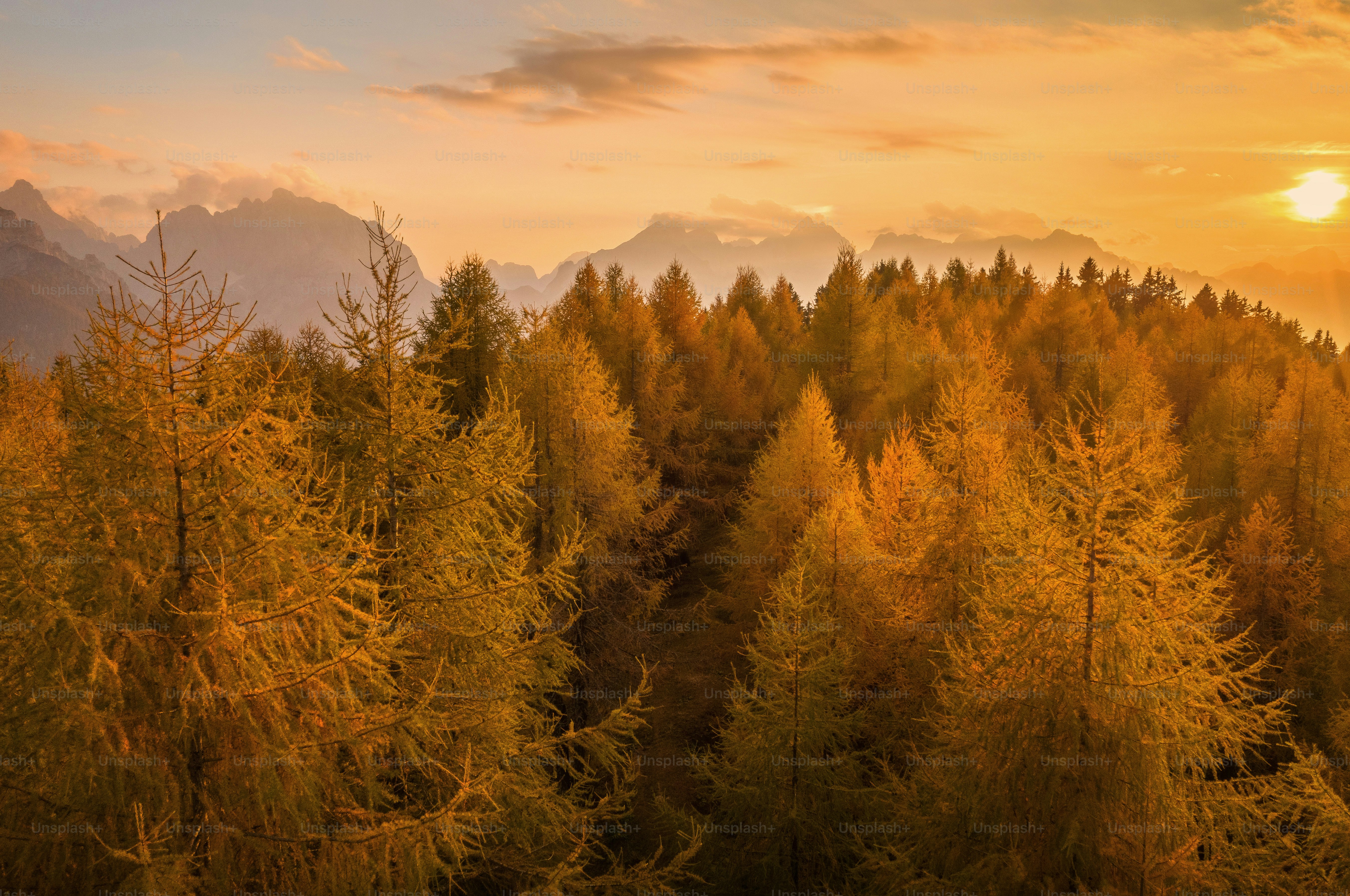 The sun is setting over the trees in the forest photo – Foliage Image ...
