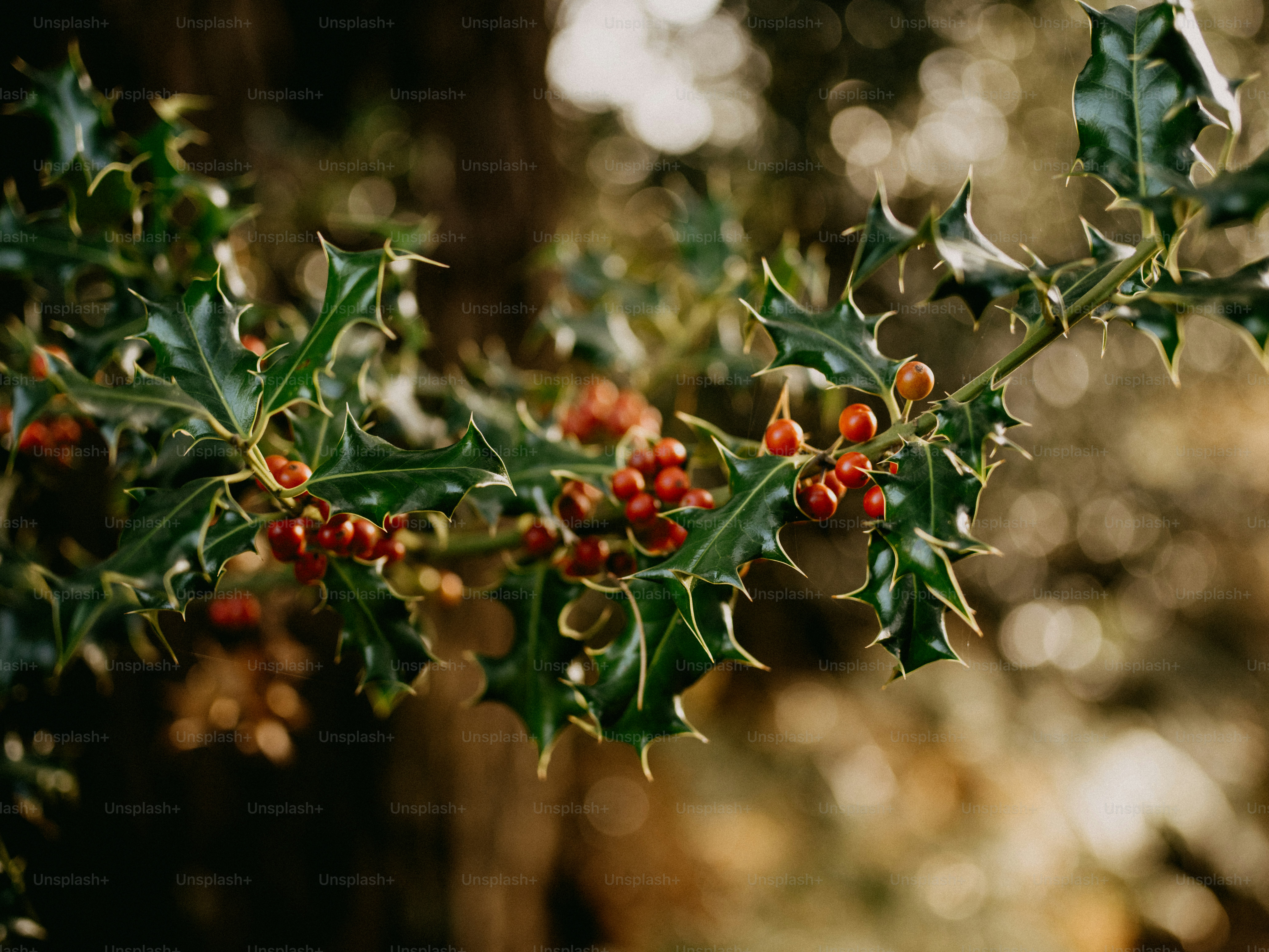 500+ Holly Pictures [HD] | Download Free Images on Unsplash
