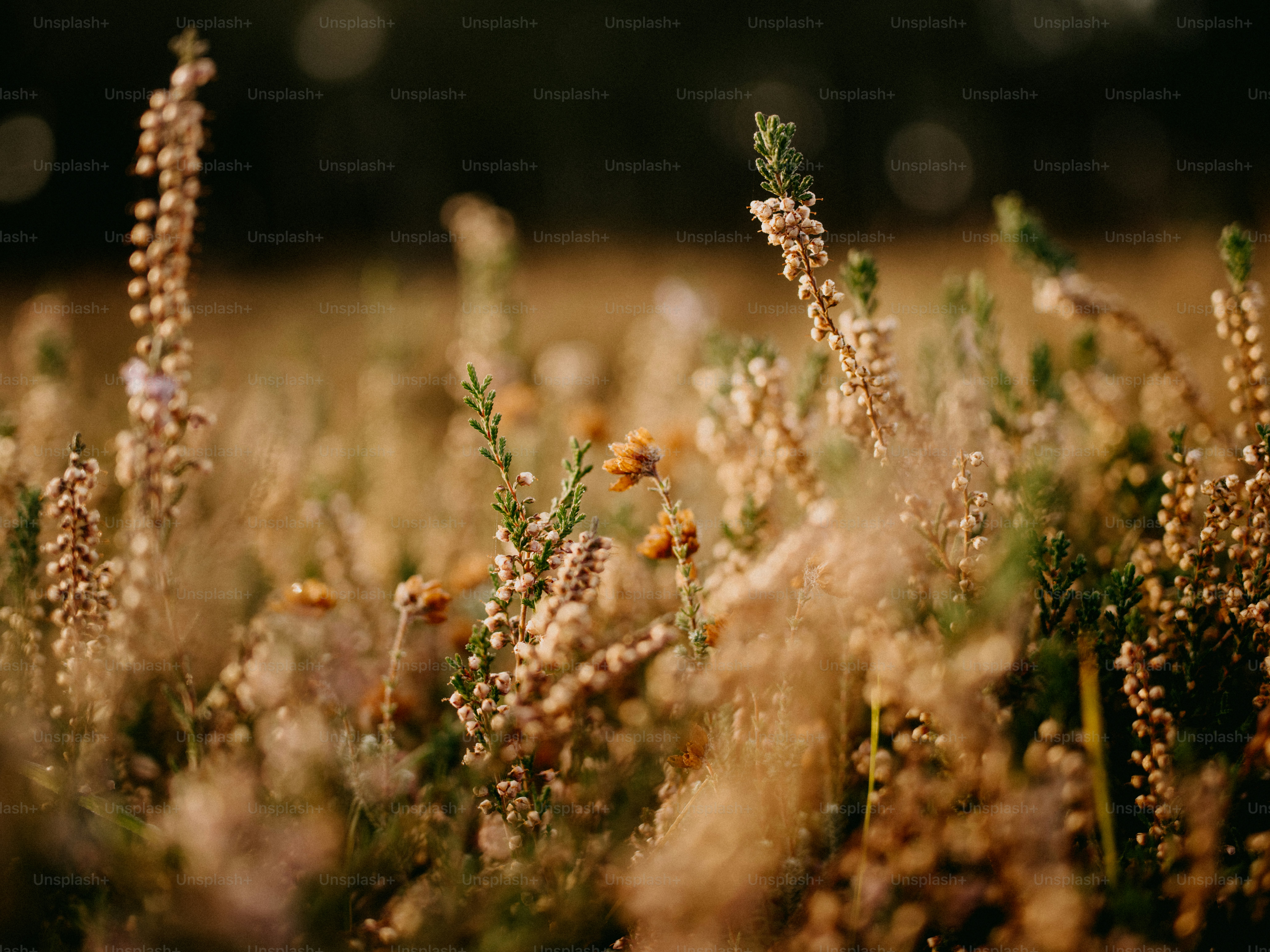 500+ Annie Spratt Pictures [HQ] | Download Free Images on Unsplash