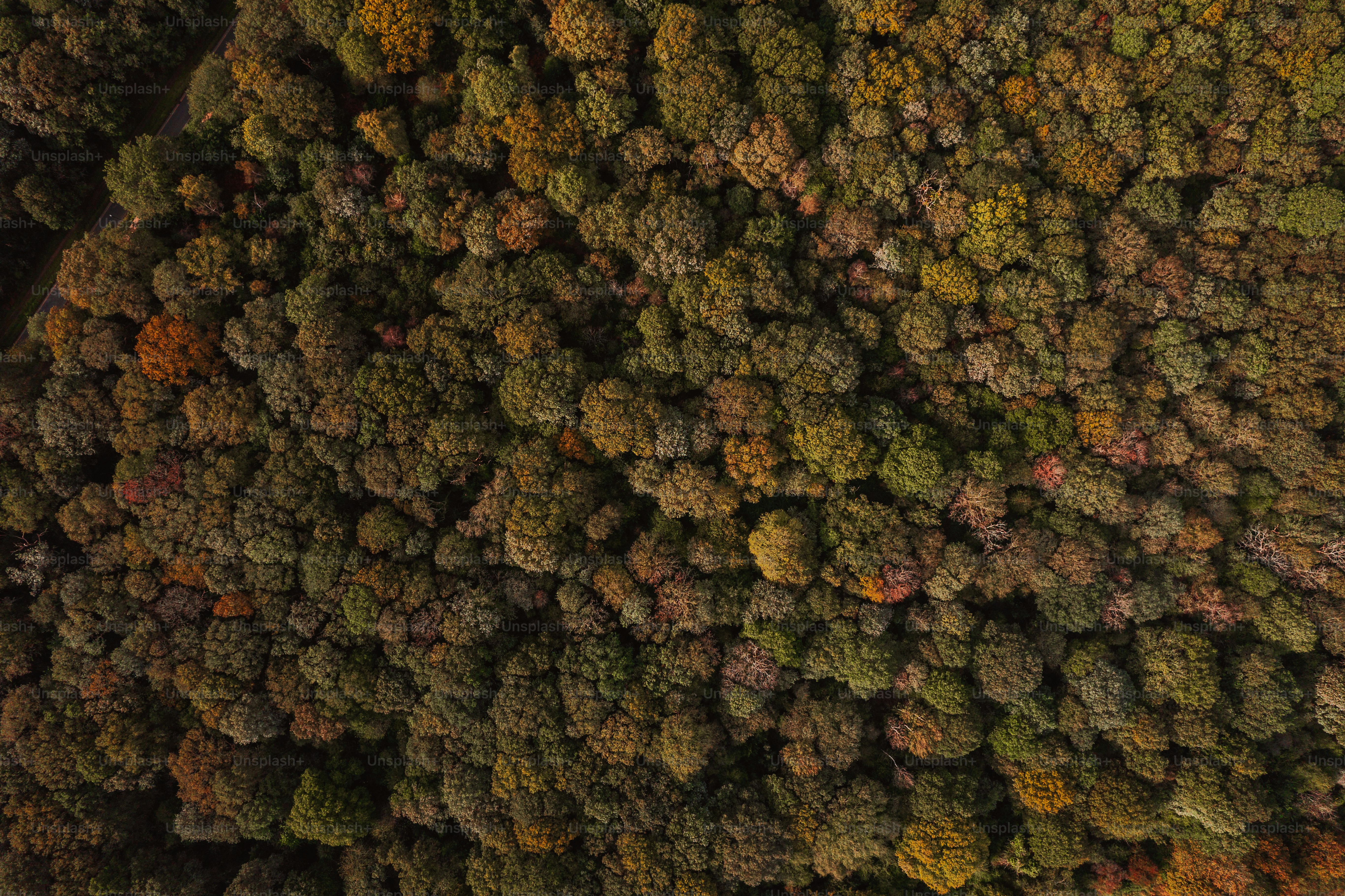 An aerial view of a forest with lots of trees photo – Forest Image on ...