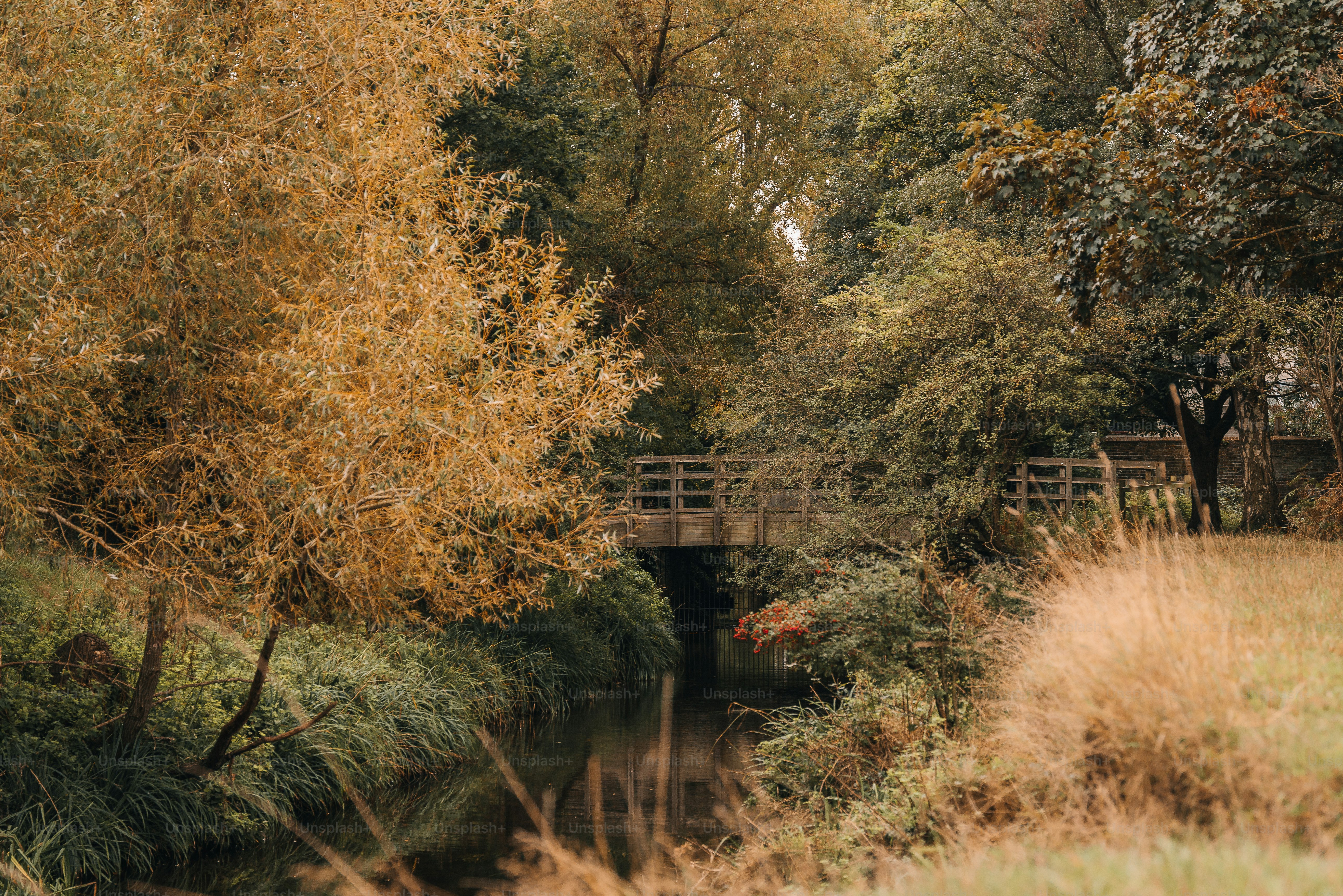 A bridge over a river surrounded by trees photo – Forest Image on Unsplash