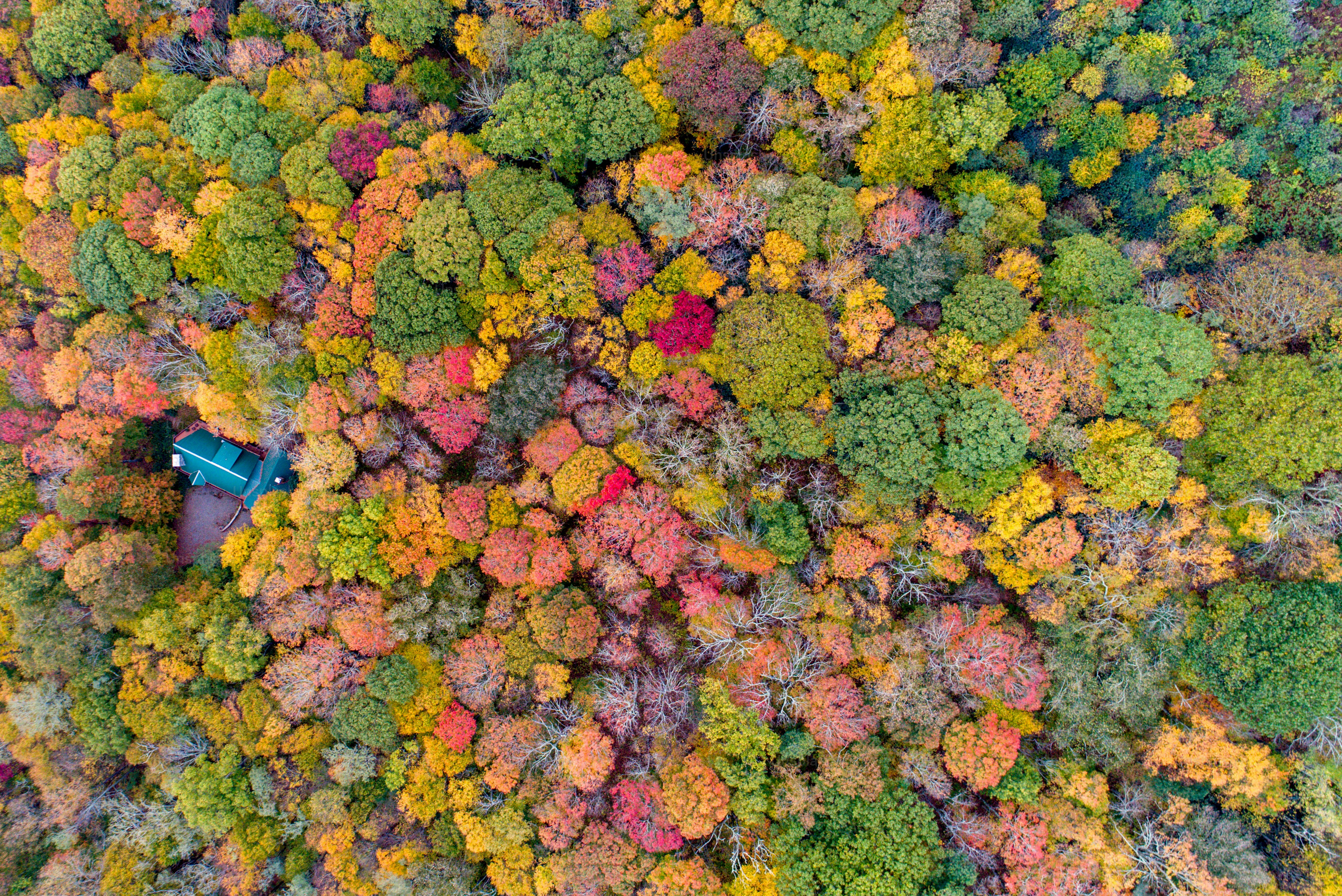 An aerial view of a forest with lots of trees photo – Fall Image on ...