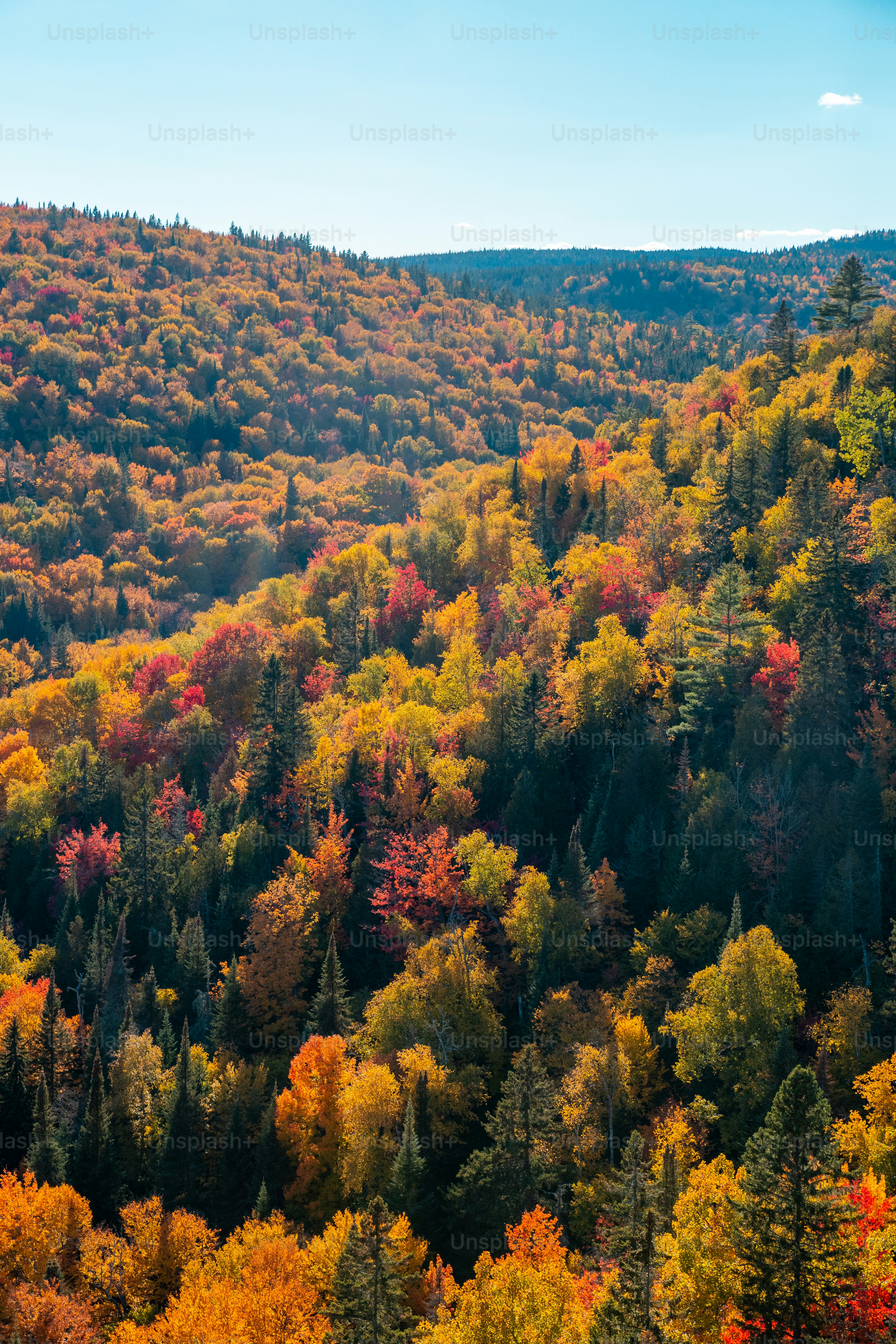 A forest filled with lots of trees covered in fall colors photo ...