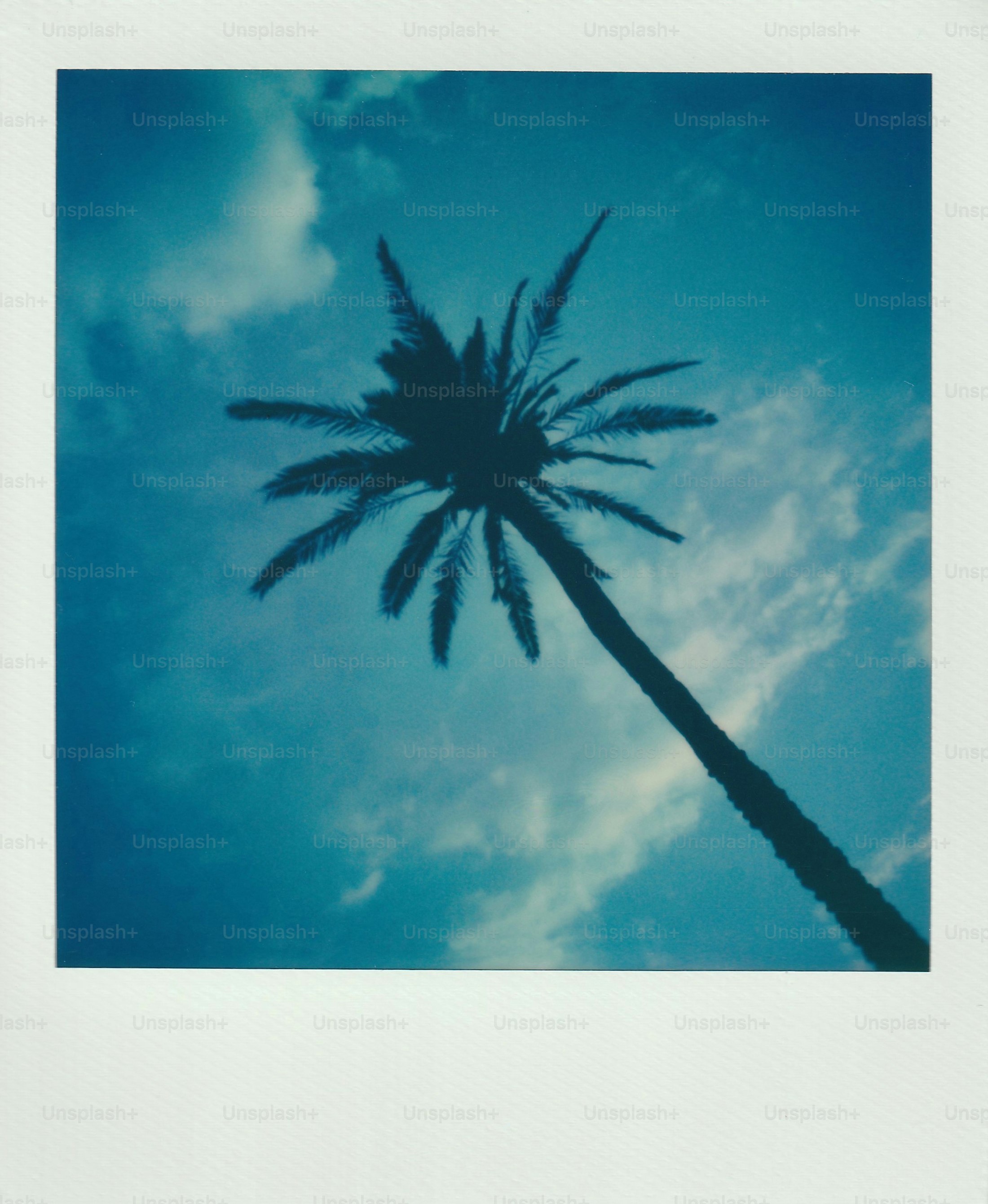 A palm tree with a blue sky in the background photo – Image Image on ...