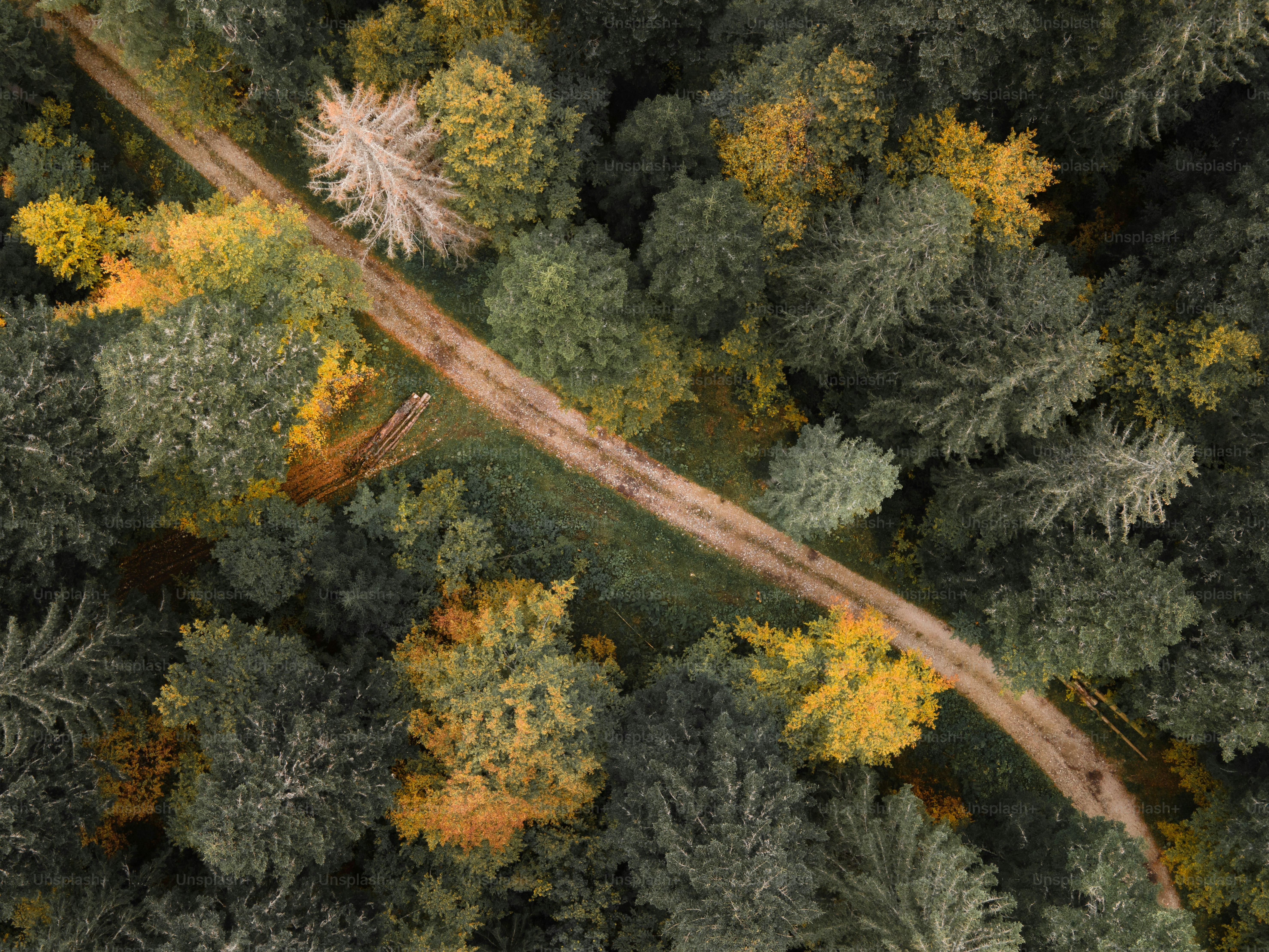 Urban Trees Pictures | Download Free Images on Unsplash