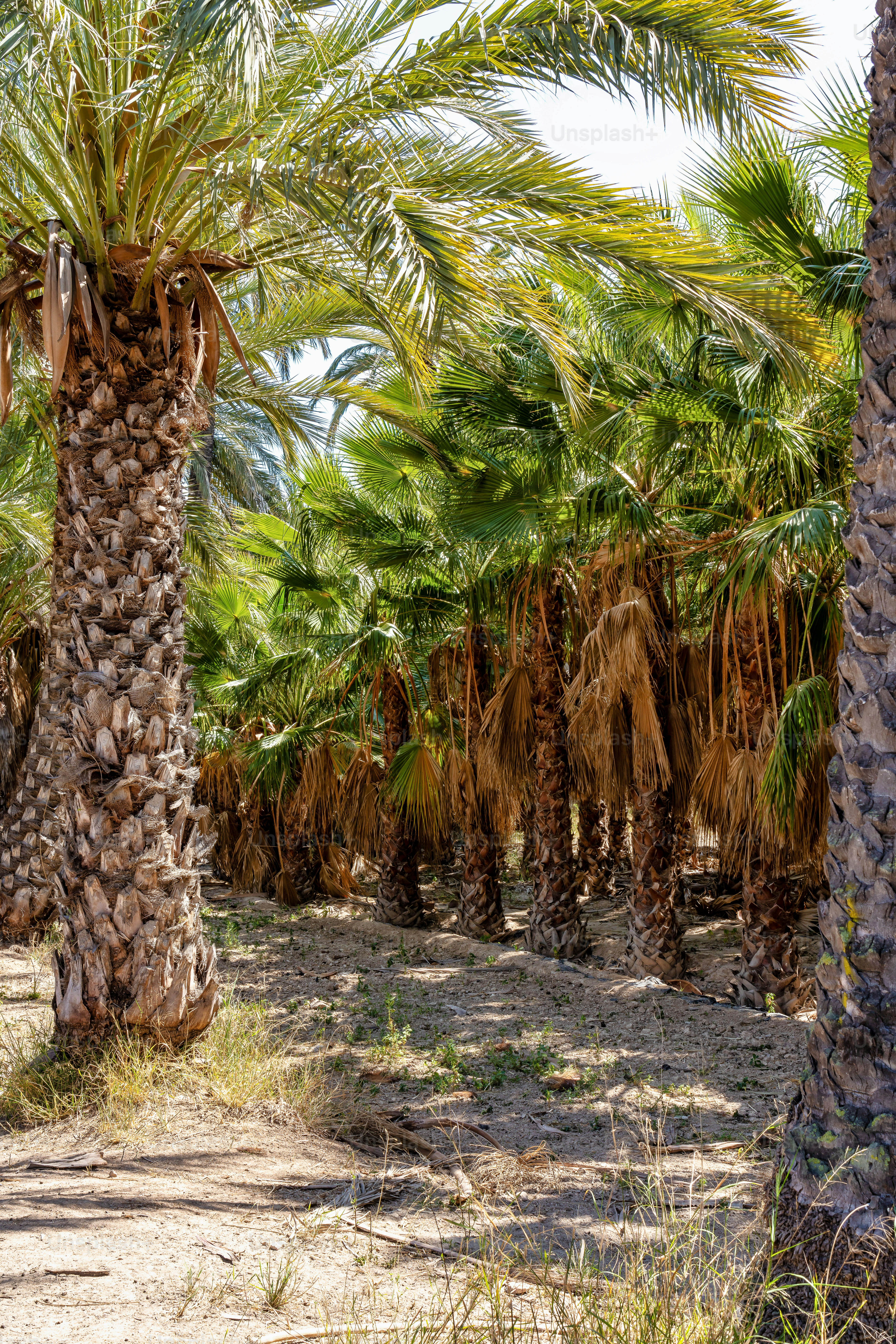 Palmerales, Palmeral en Elche cerca de Alicante en España, Europa ...