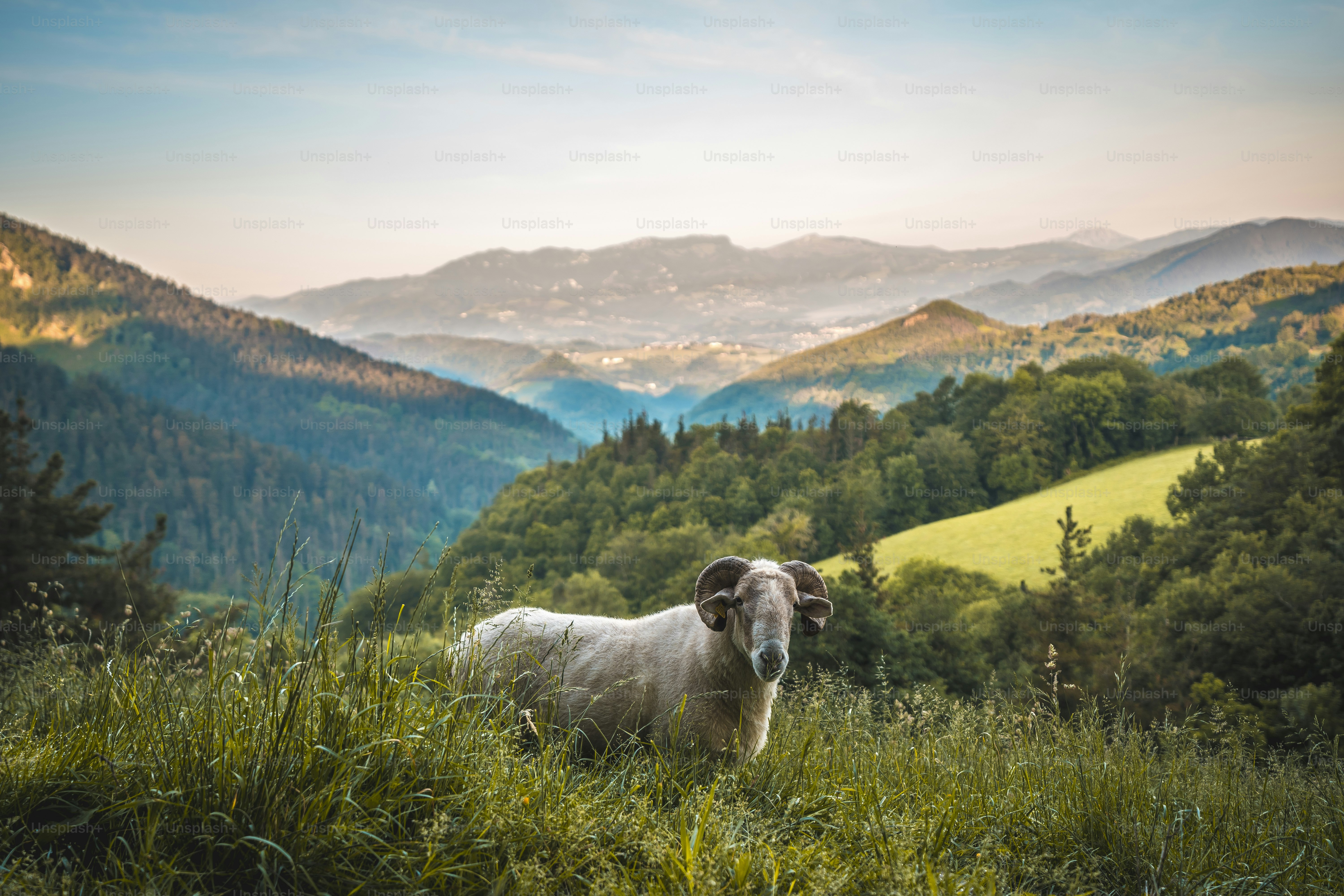 A horned goat on the climb to Monte Adarra in Urnieta, near San ...