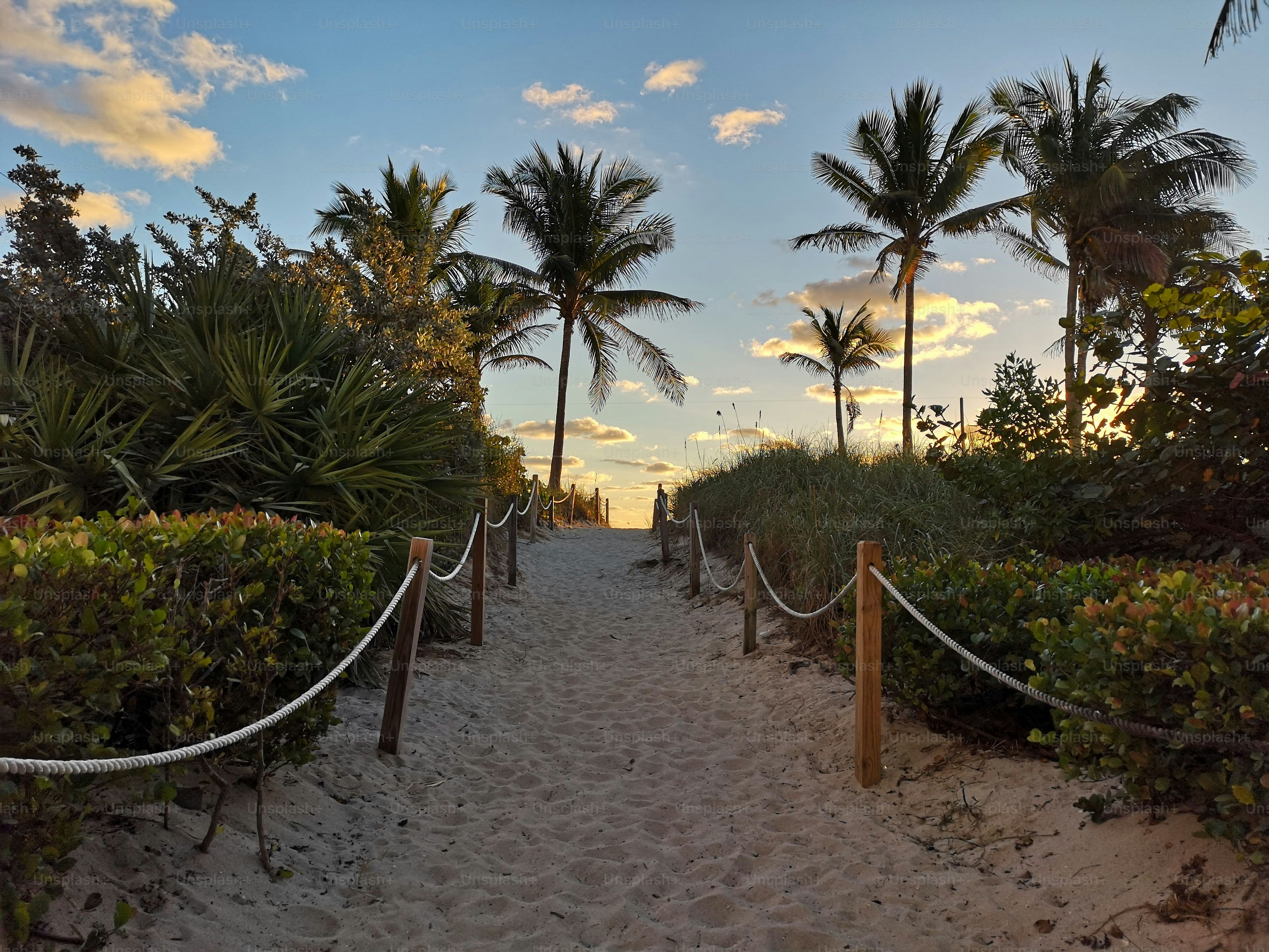 A beautiful view of a road surrounded by trees in Miami Beach, USA ...