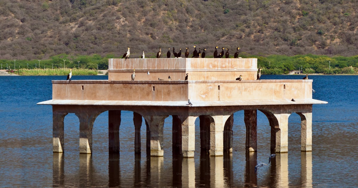 Man Sagar Lake의 Water Palacejal Mahal에 있는 Cormorans 자이푸르 라자스탄 인도