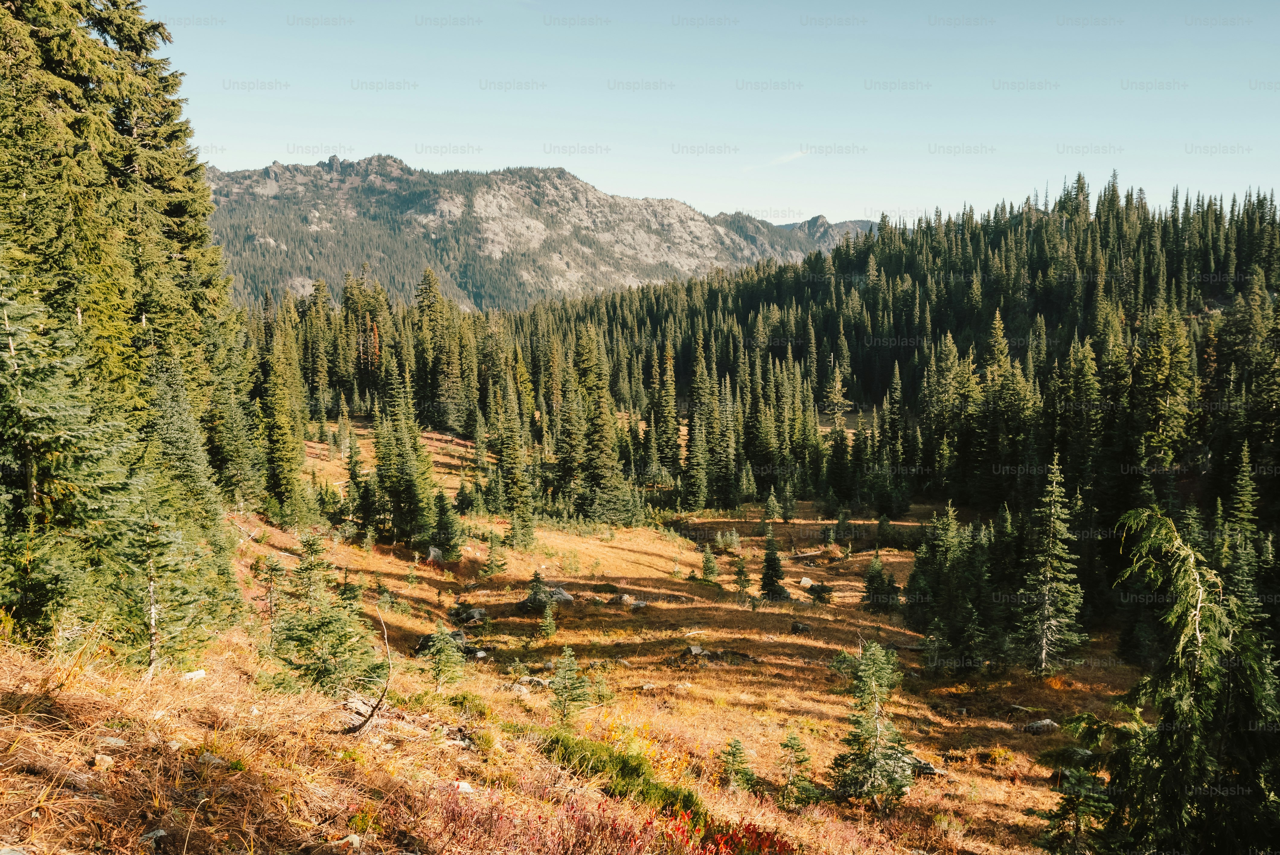 A mountain with trees and yellow flowers in the foreground photo ...