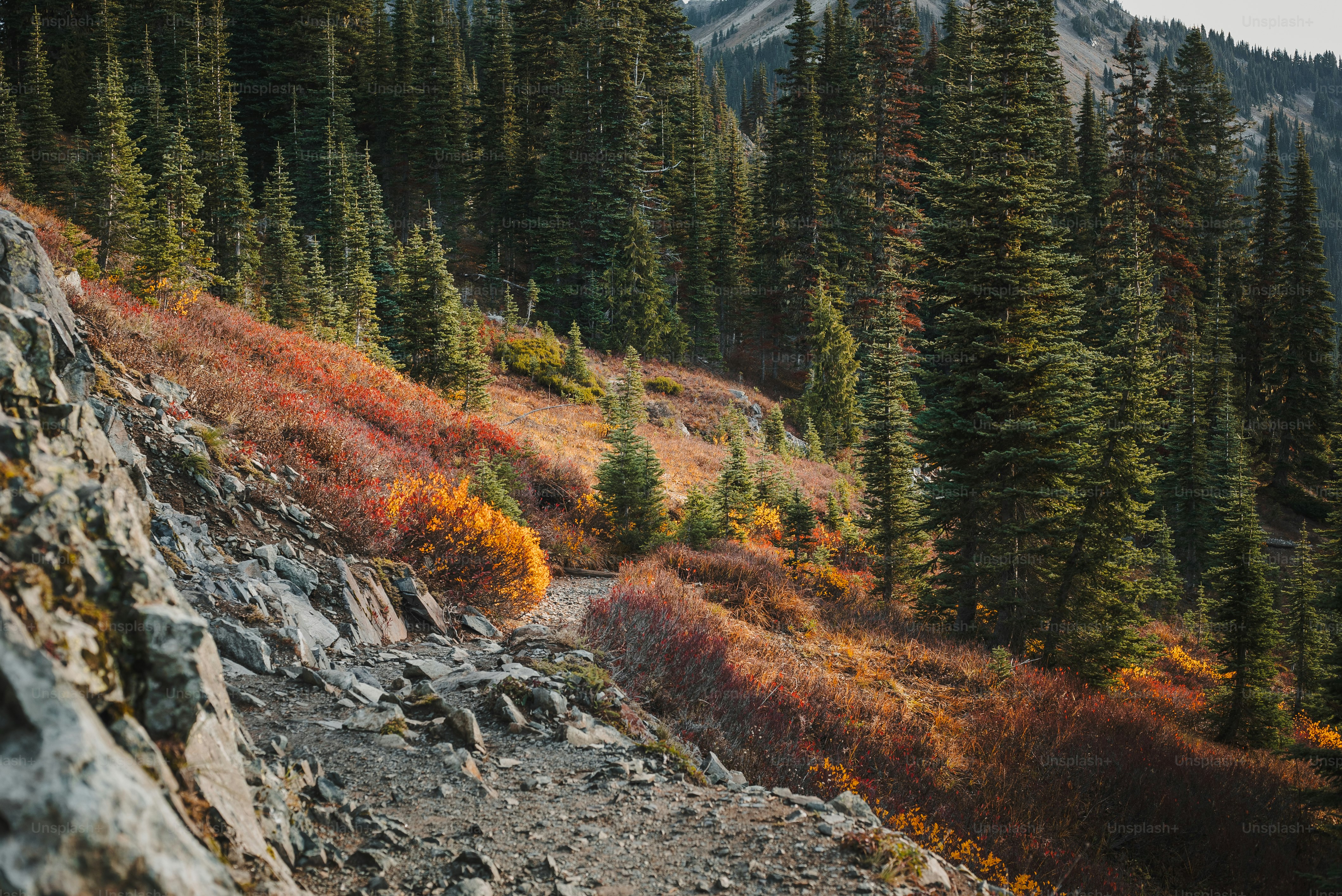 A rocky trail in the mountains surrounded by trees photo – Mt rainier ...