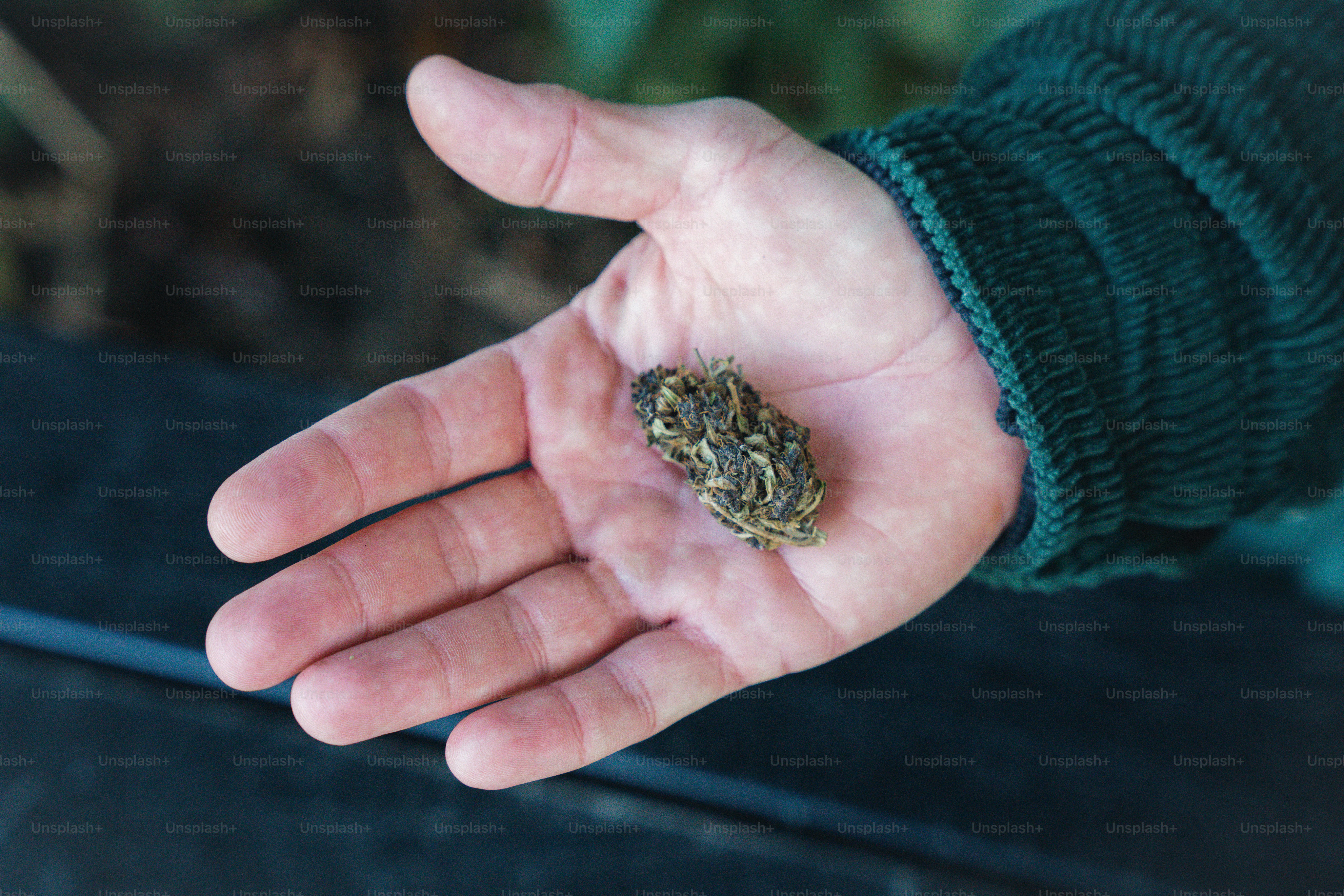 A person's hand holding a handful of weed photo – Cannabis lifestyle ...