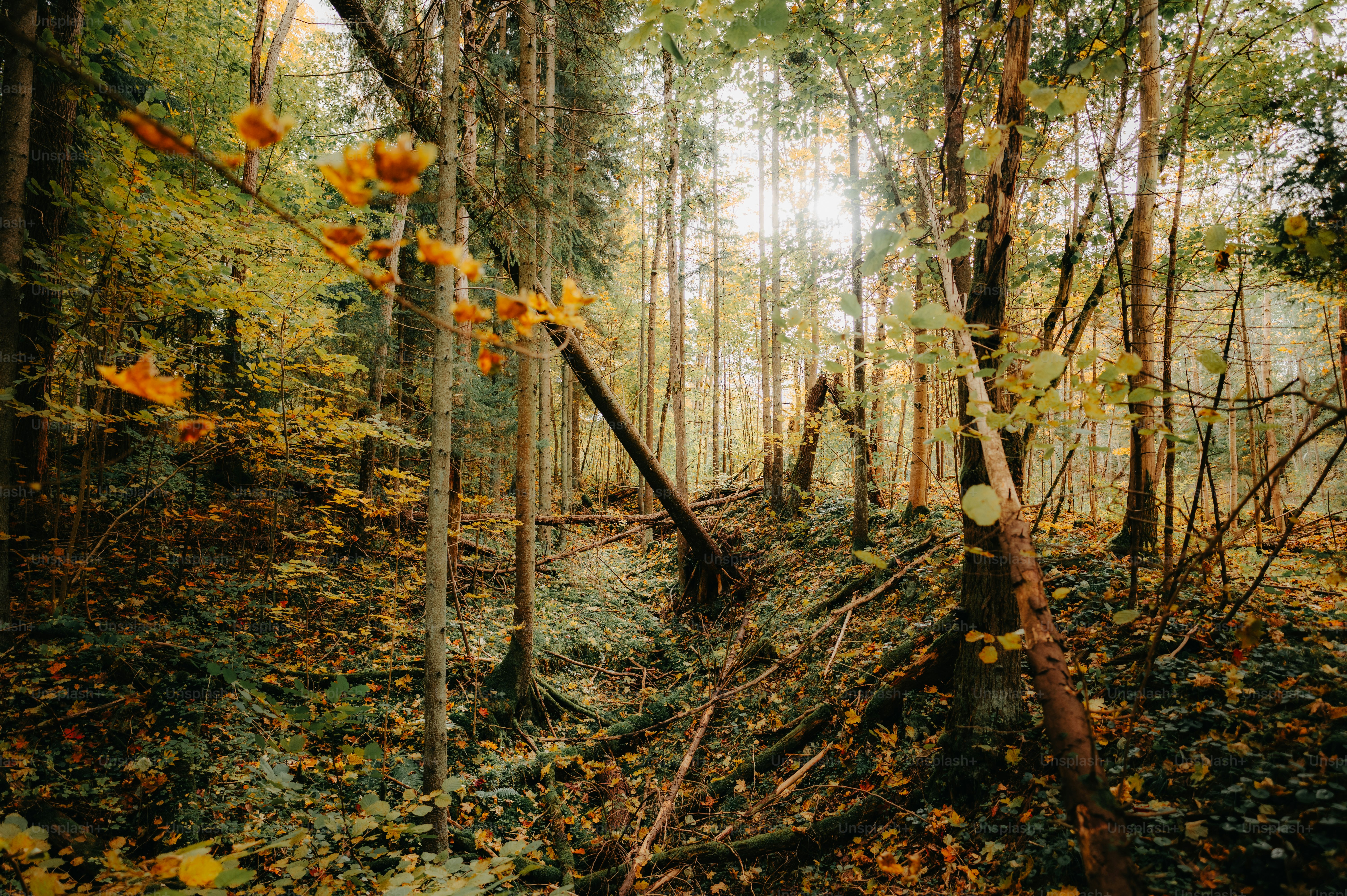 Temperate Forest Pictures | Download Free Images on Unsplash