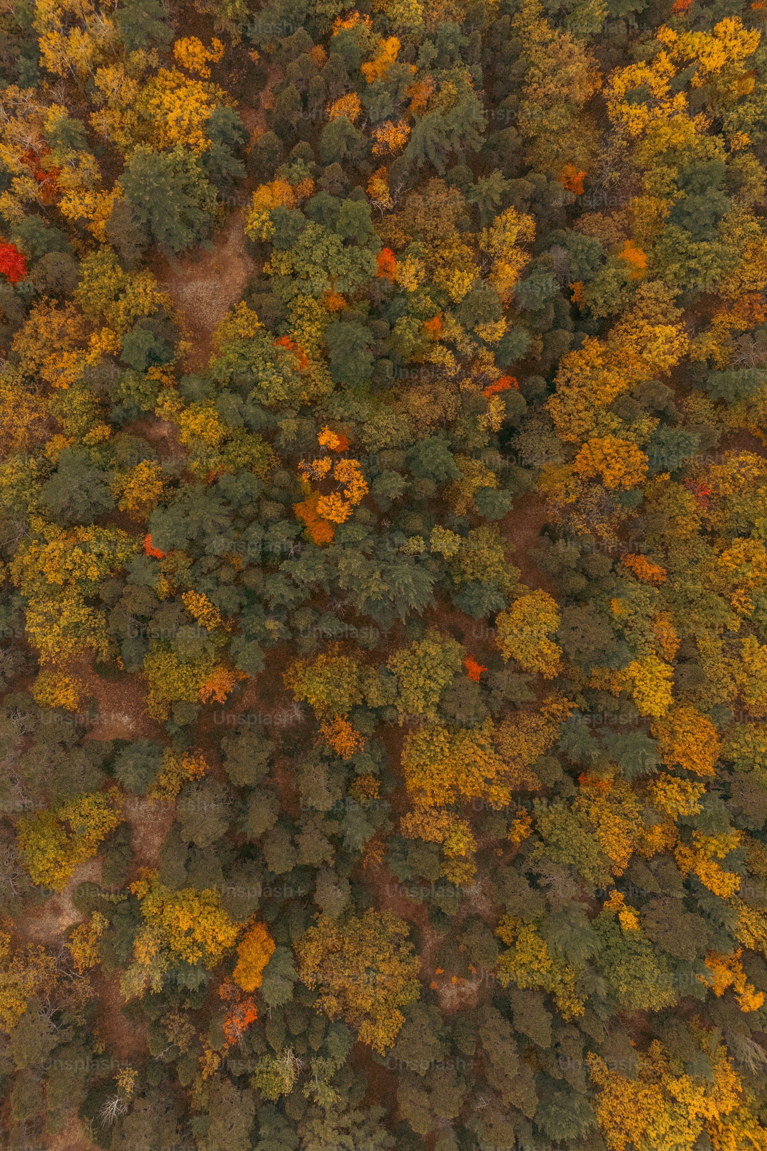 An aerial view of a forest with lots of trees photo – Fall Image on ...