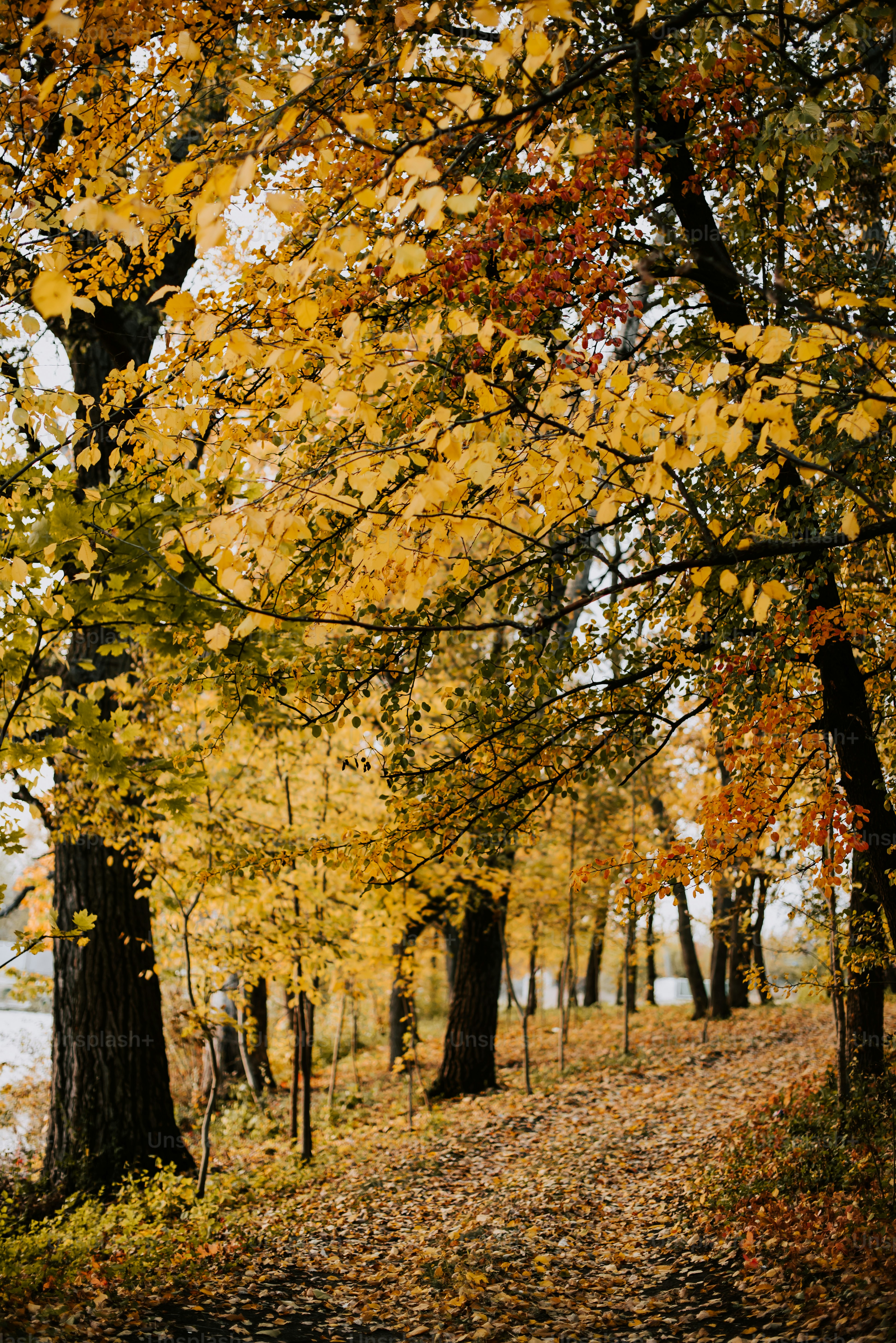 A bench in the middle of a leaf covered park photo – Autumn Image on ...