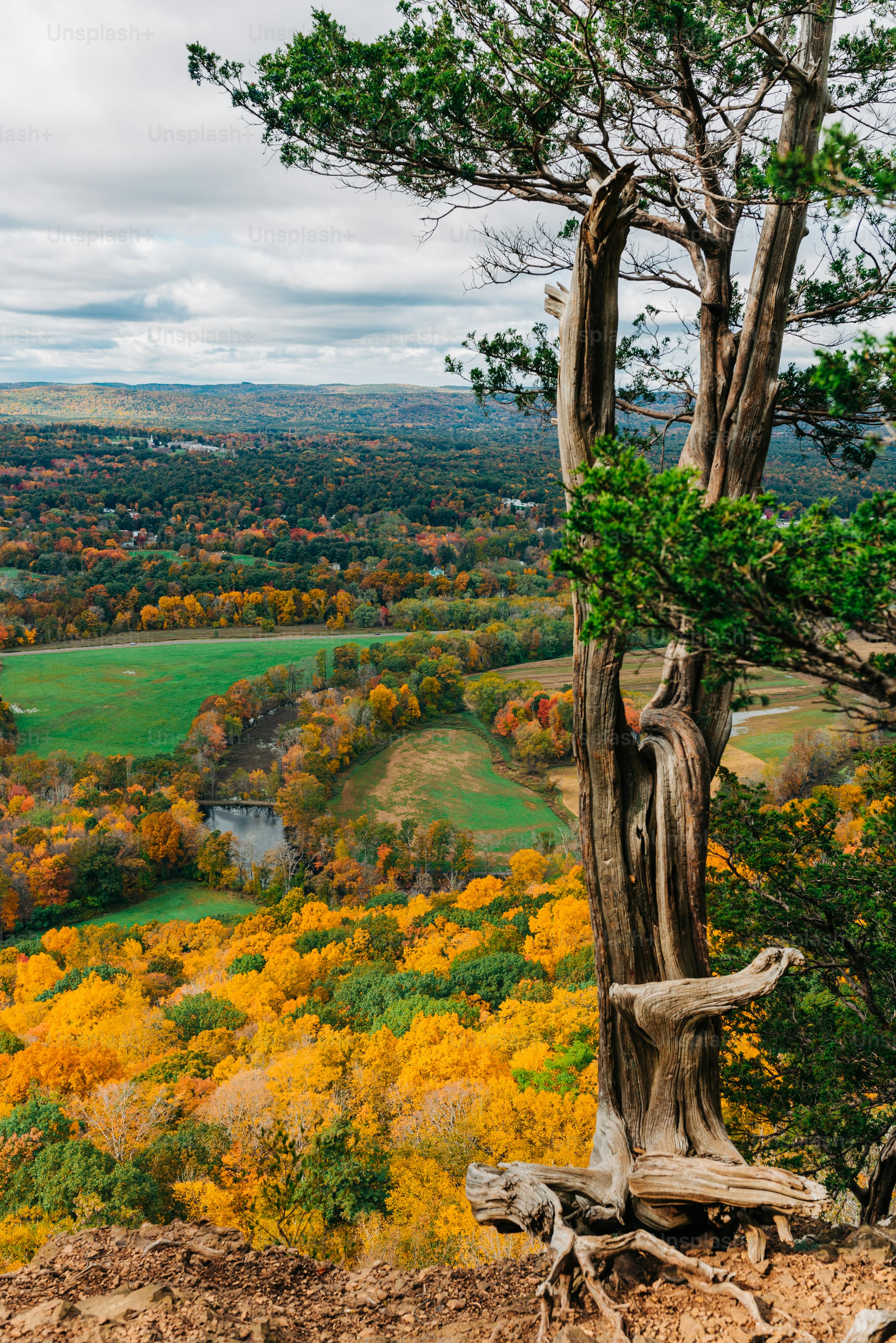 Ein Baum, der im Dreck steht Foto – Bild zum Thema Fallen auf Unsplash
