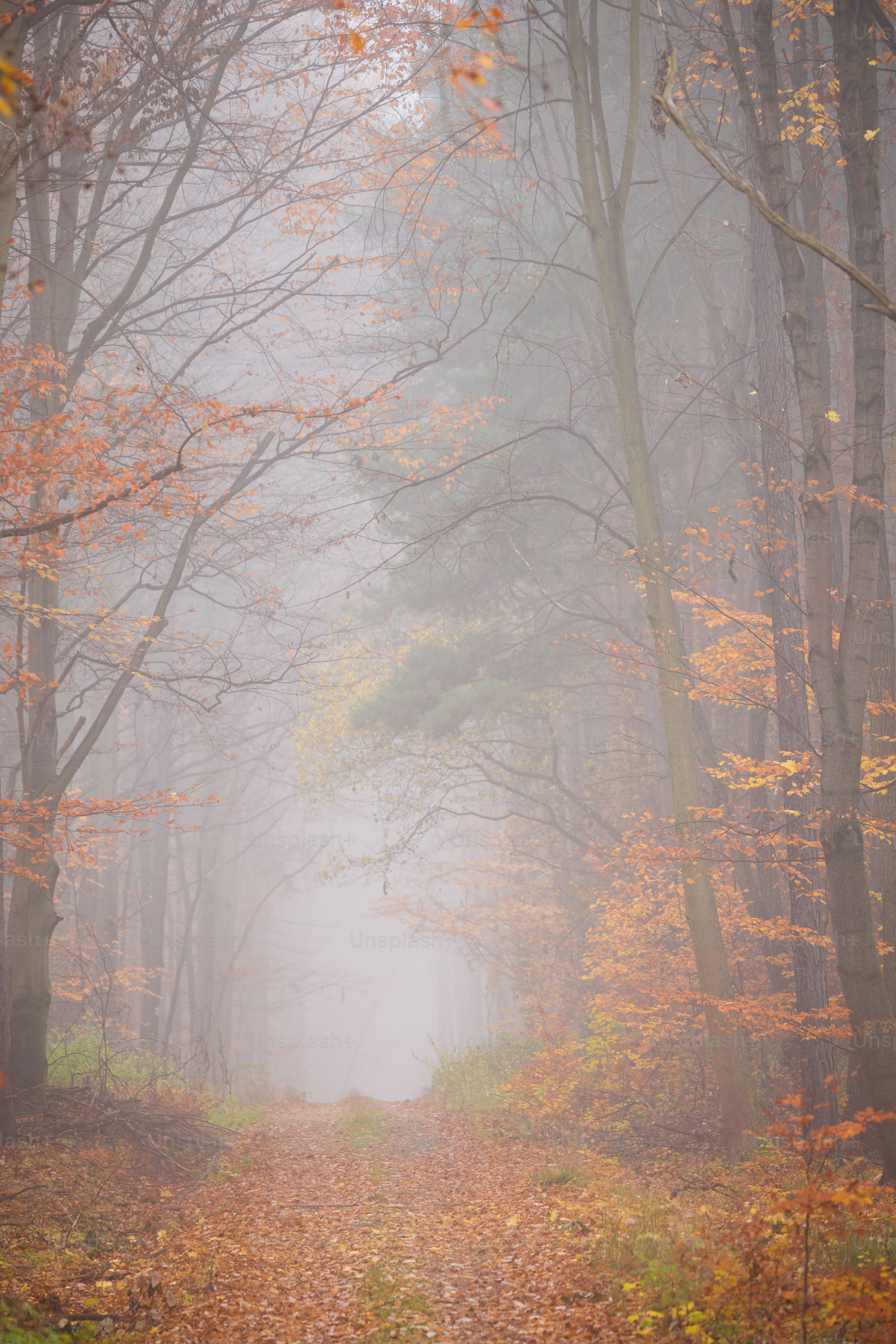 A foggy path in the woods surrounded by trees photo – Landscape Image ...