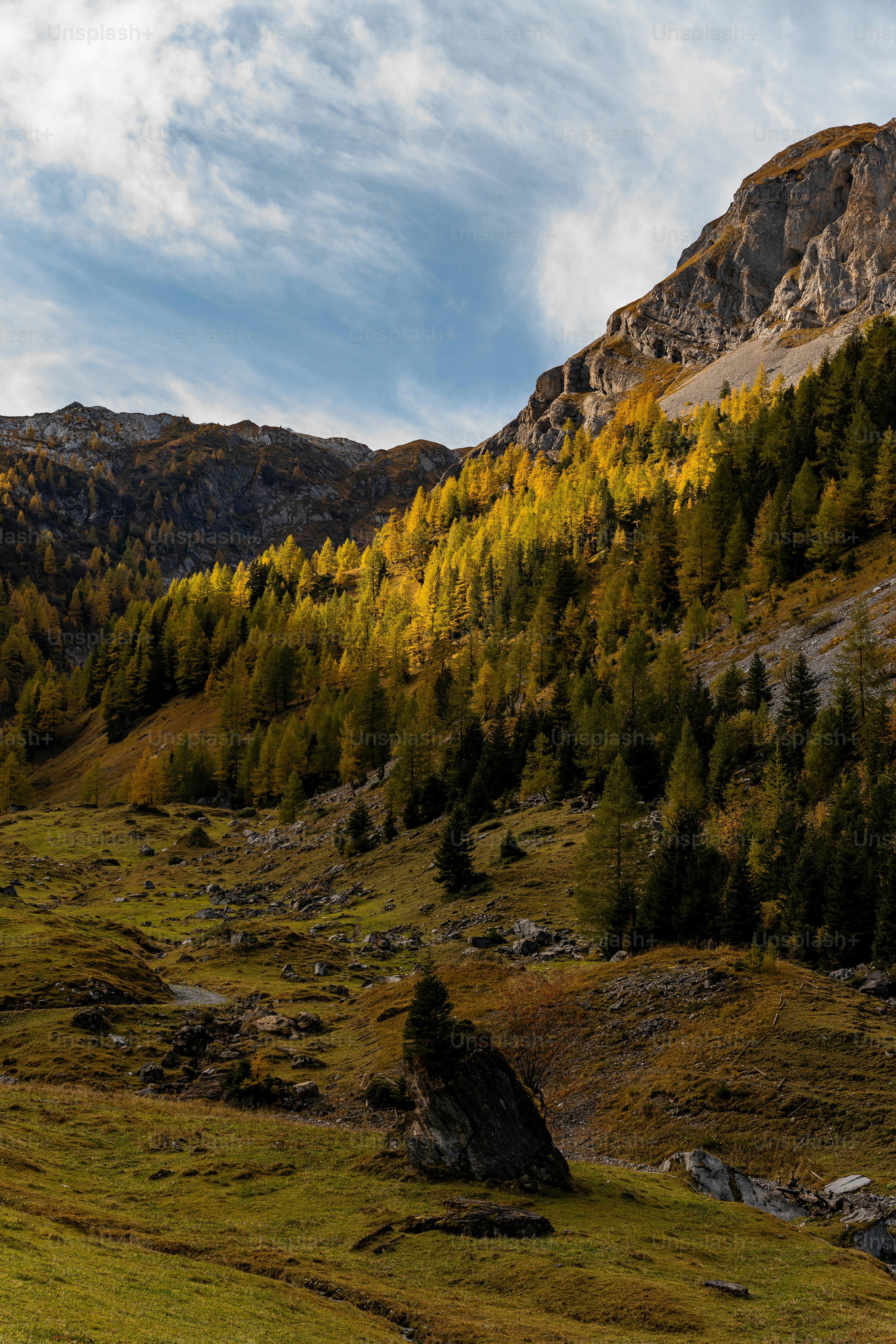 A lush green hillside covered in lots of trees photo – Autumn Image on ...