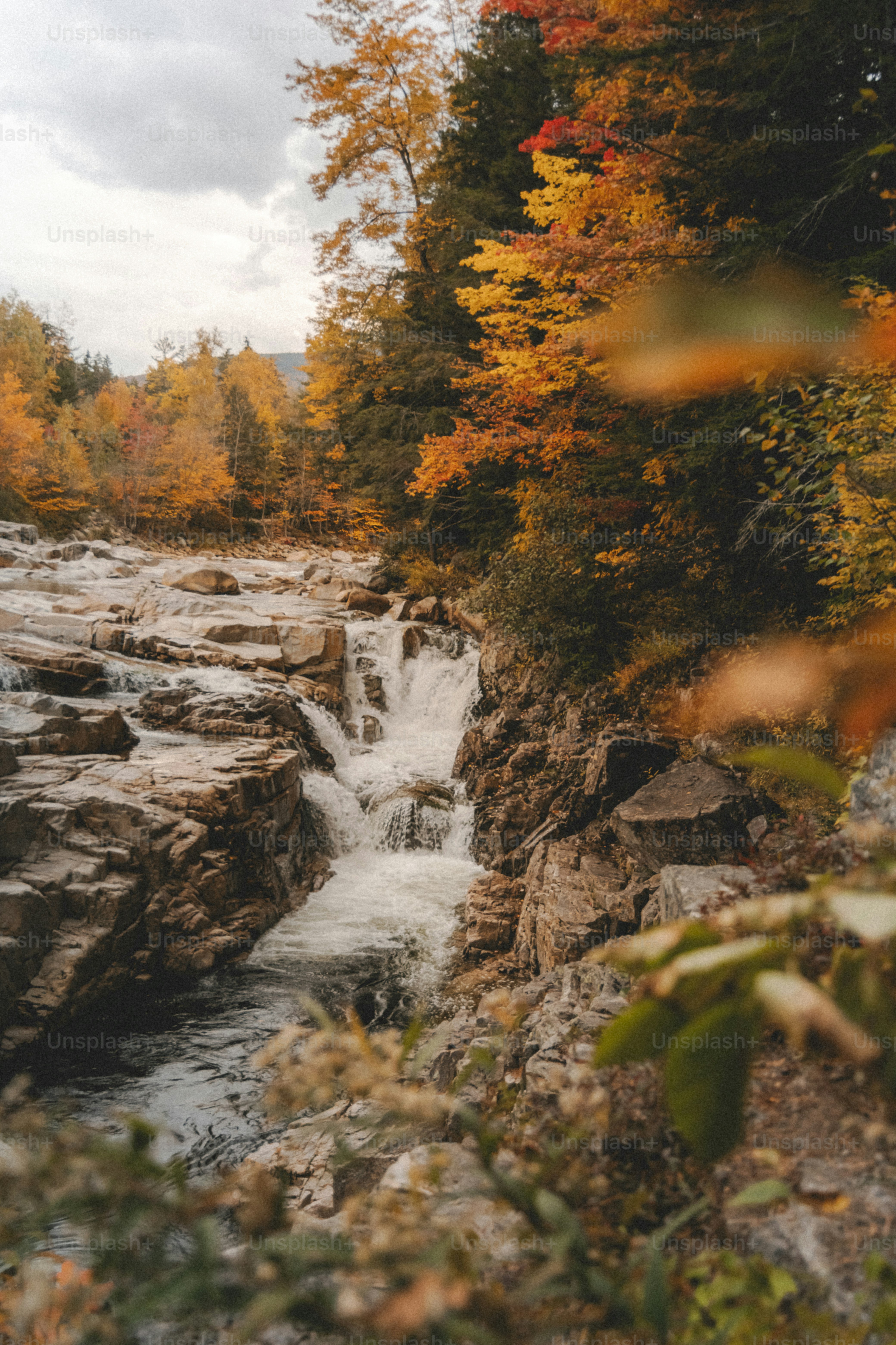 Une rivière qui traverse une forêt remplie de nombreux arbres photo ...