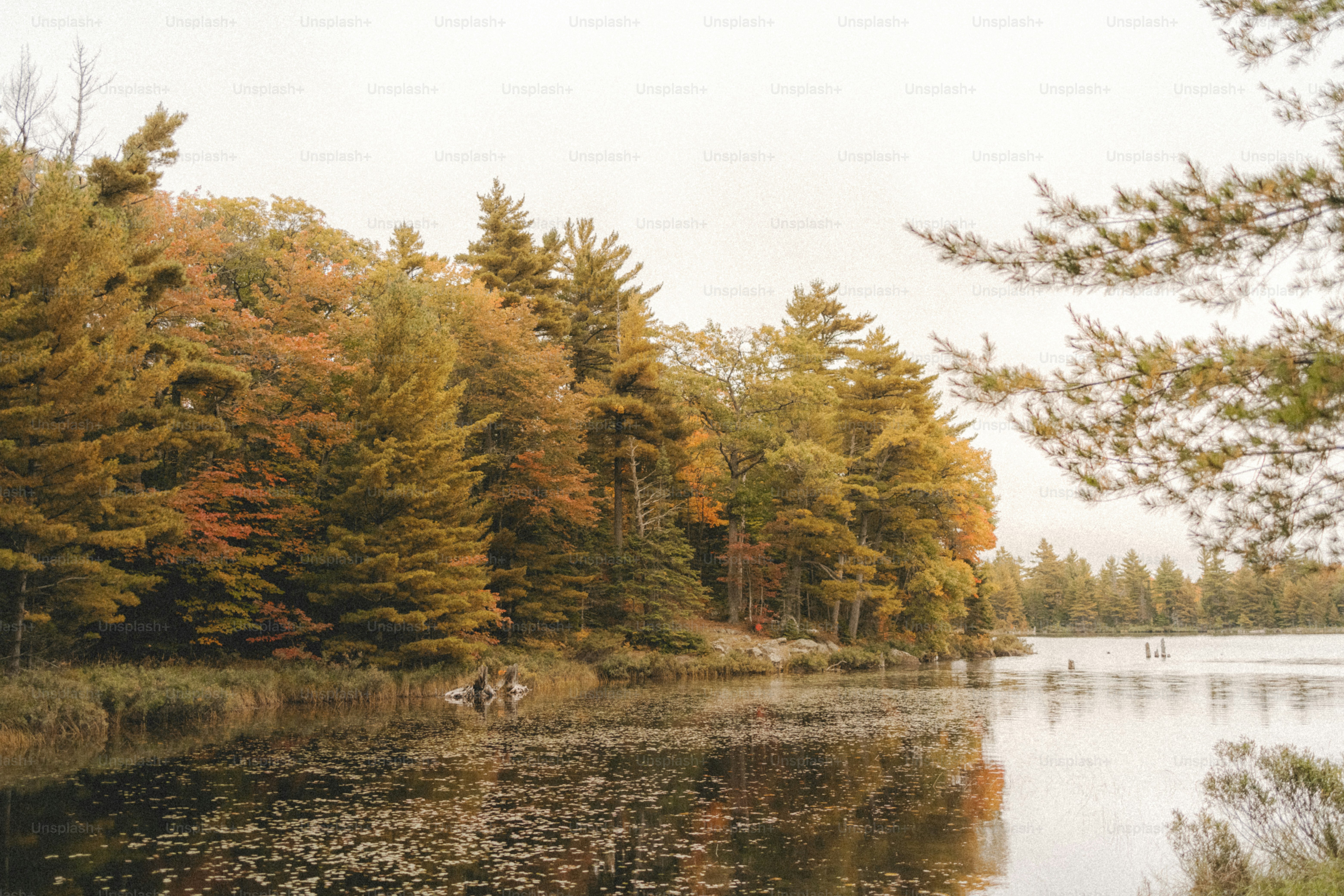 A forest filled with lots of trees next to a lake photo – Nature Image ...