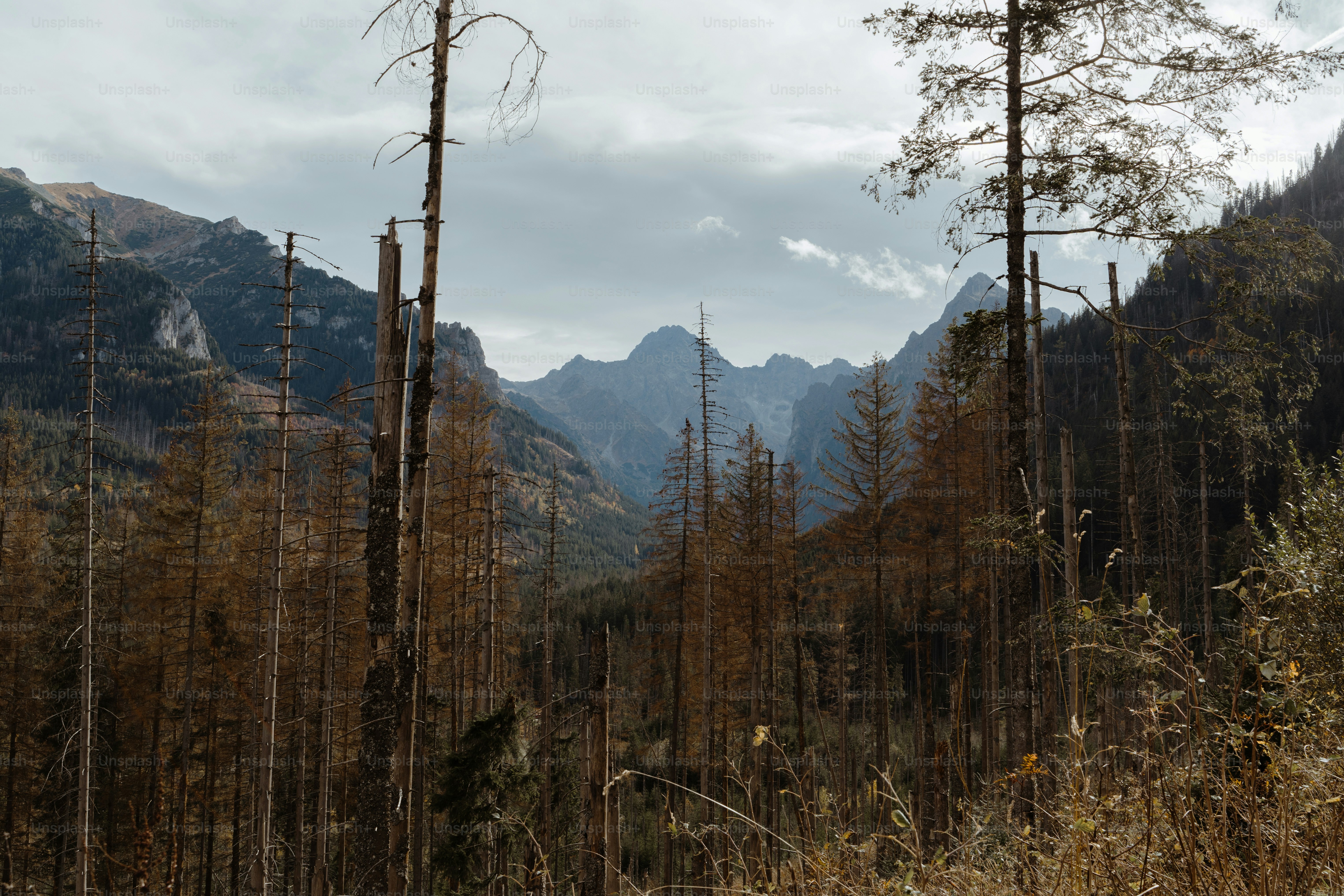 A stream running through a forest filled with lots of trees photo ...
