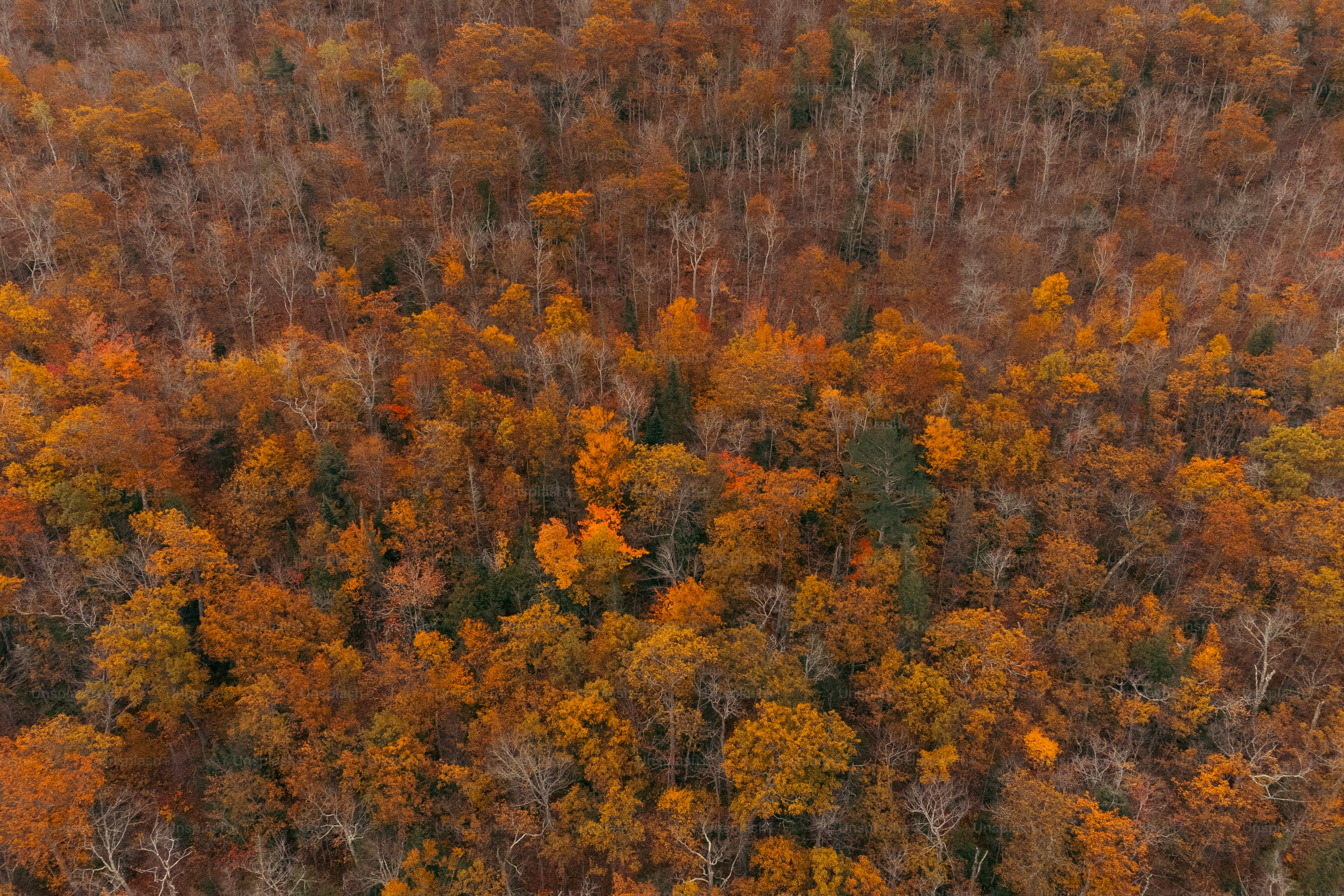 Una vista aérea de un bosque con muchos árboles foto – Imagen de ...