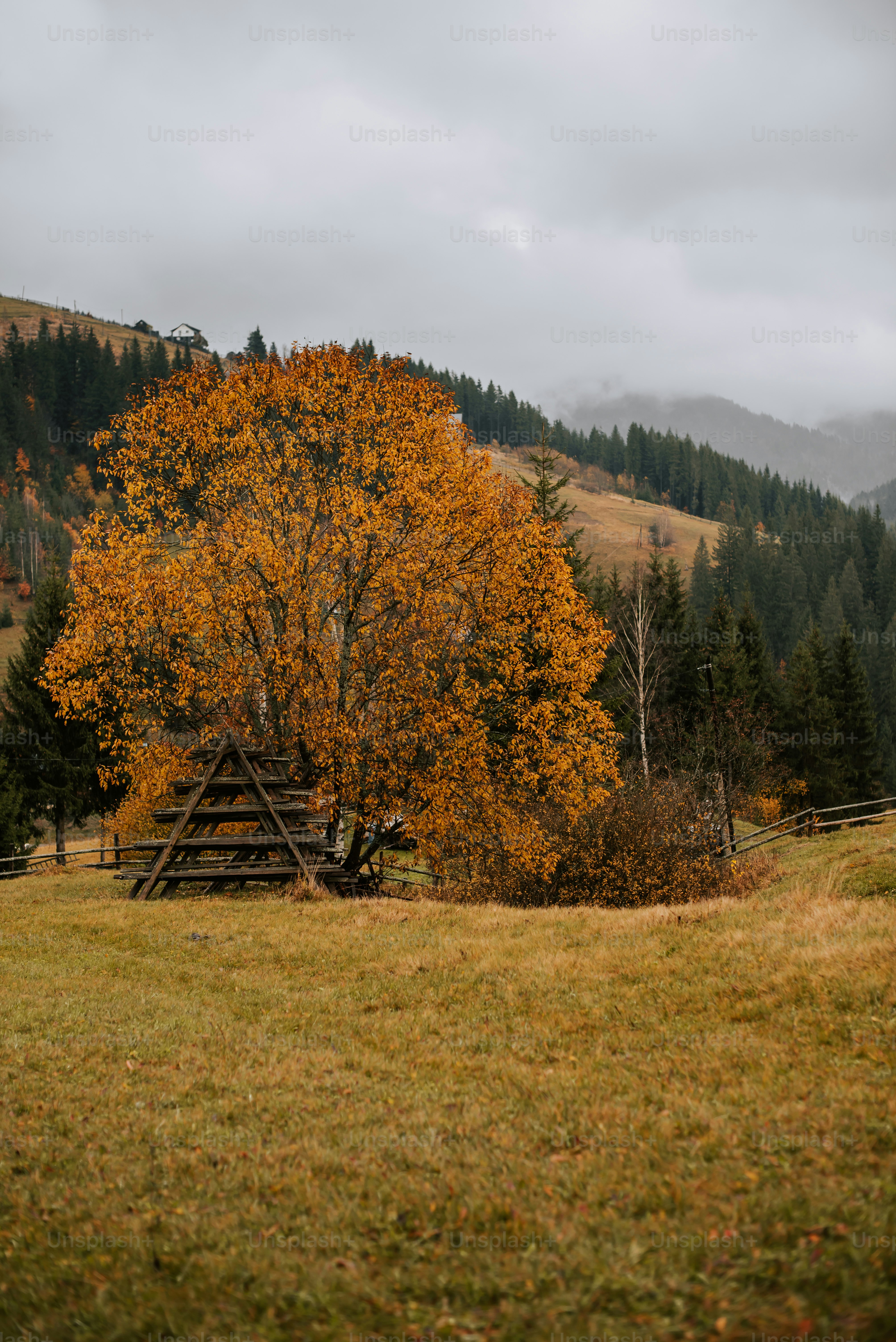 A grassy field with trees in the background photo – Autumn colours ...