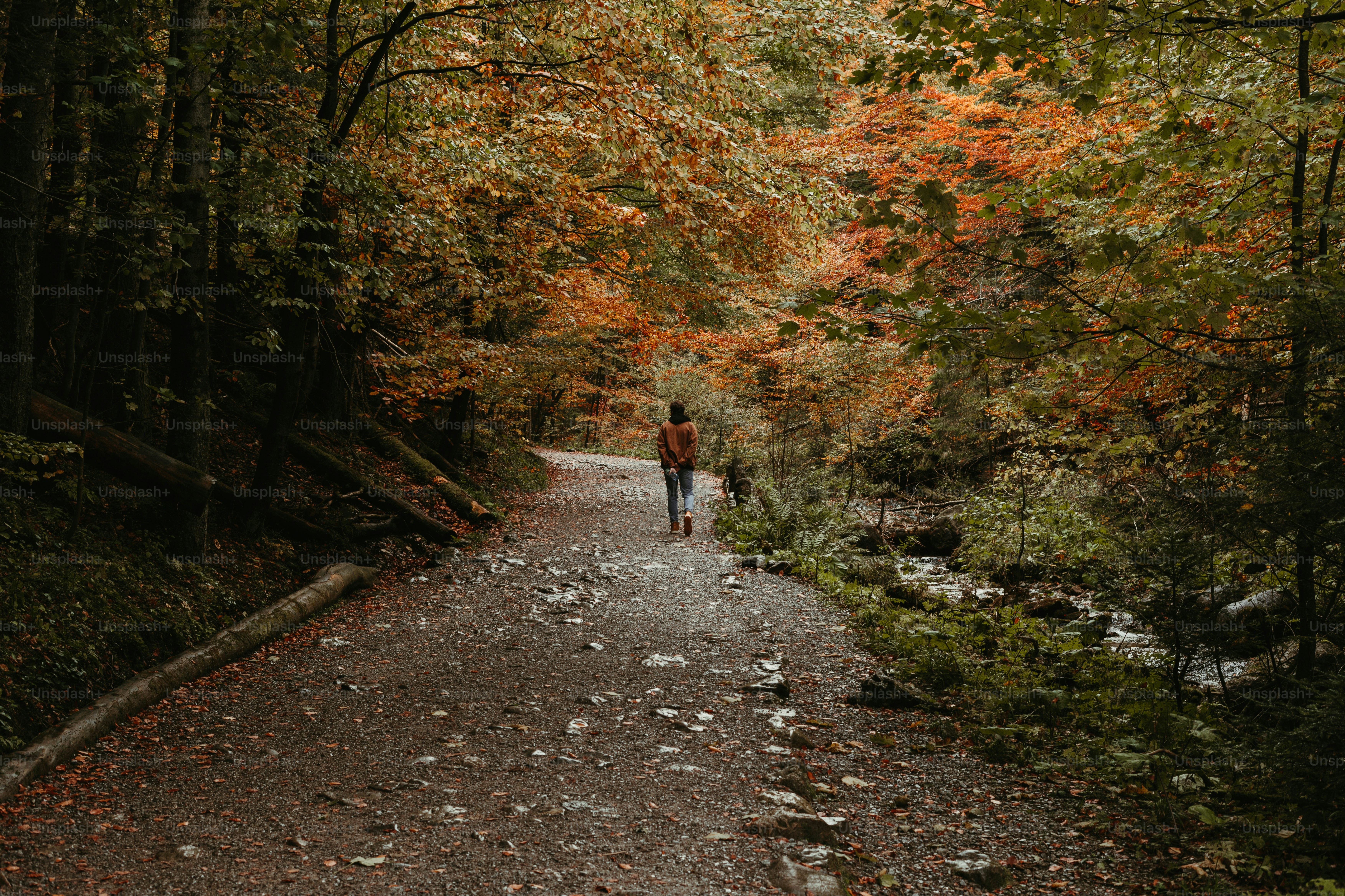 Una persona caminando por un sendero en el bosque foto – Imagen de ...