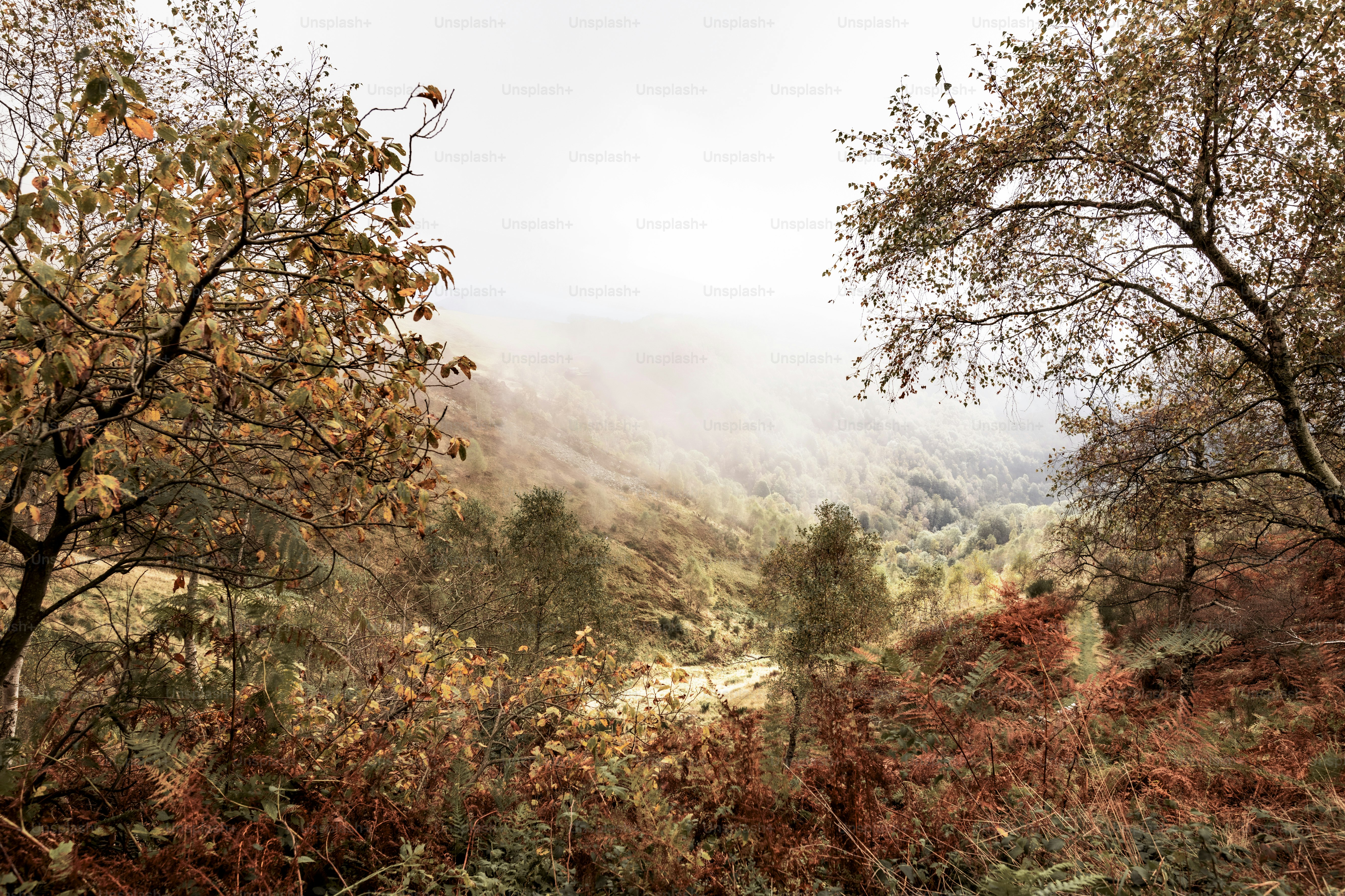 A forest filled with lots of trees and bushes photo – Autumn Image on ...