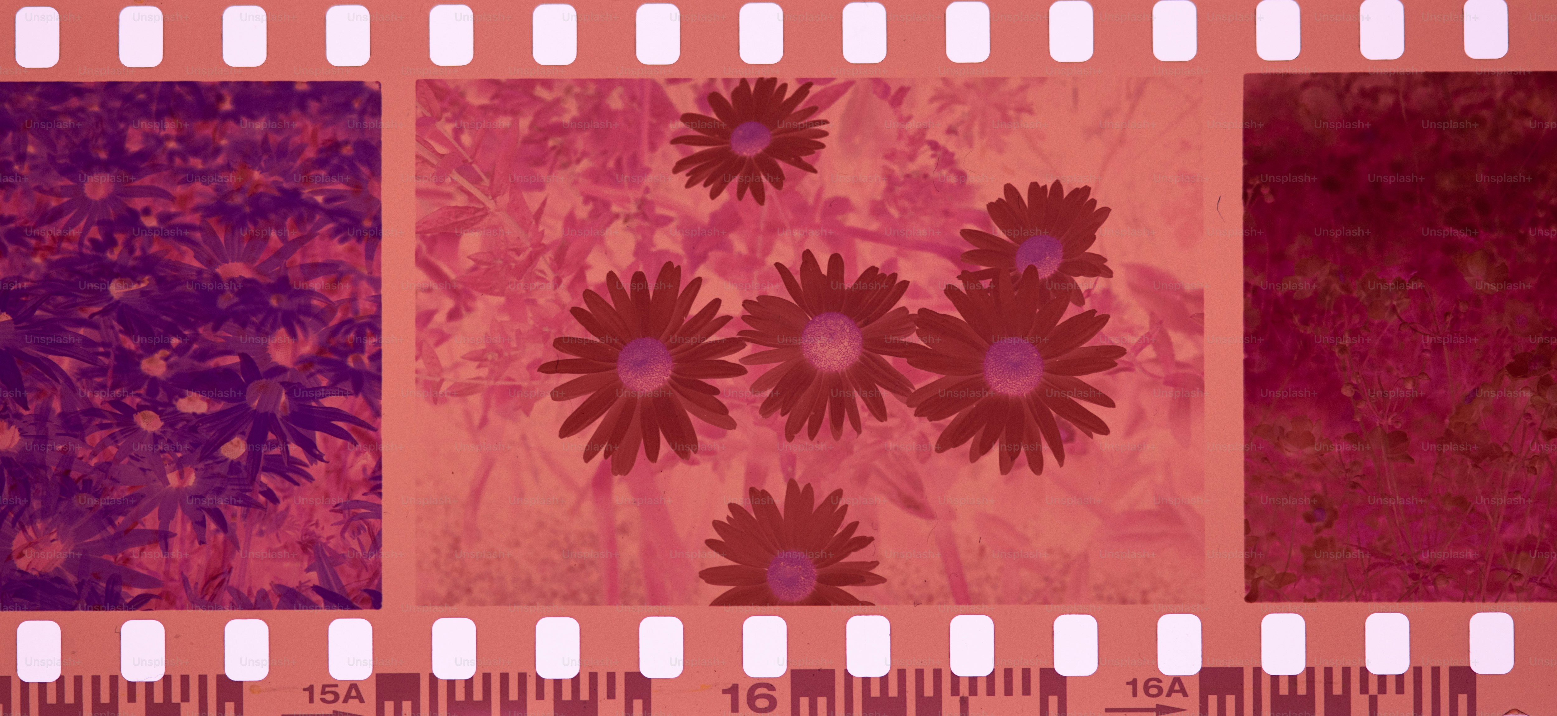 A film strip with a picture of flowers on it photo – Shot on film Image ...