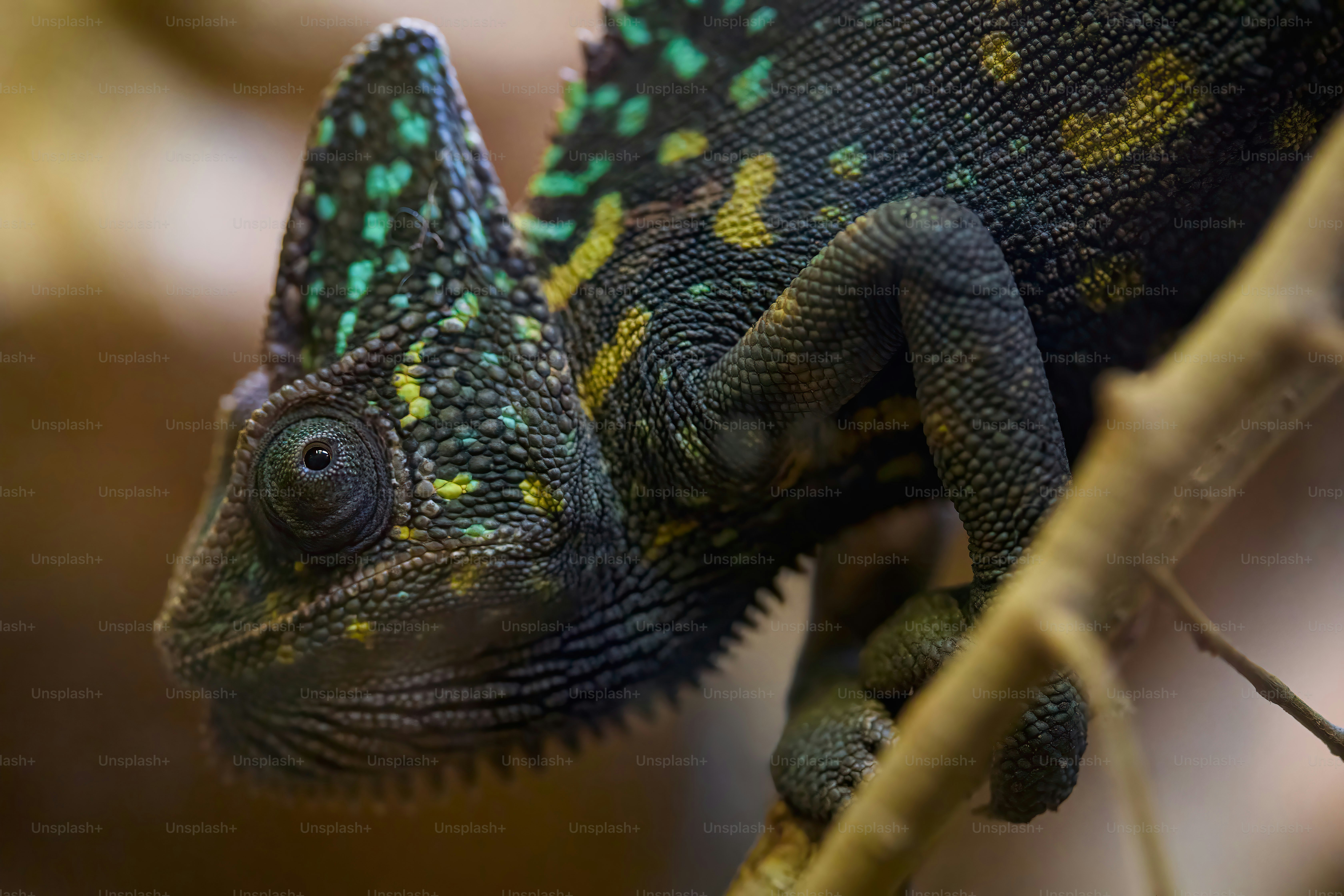 A close up of a chamelon on a tree branch photo – Chameleon Image on ...